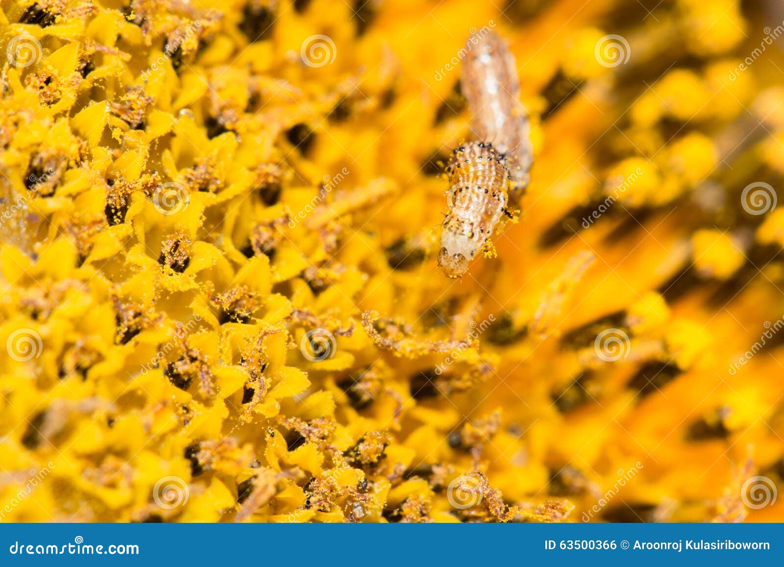 Caterpillar on Sunflower Pollen Stock Photo - Image of worm, blooming ...