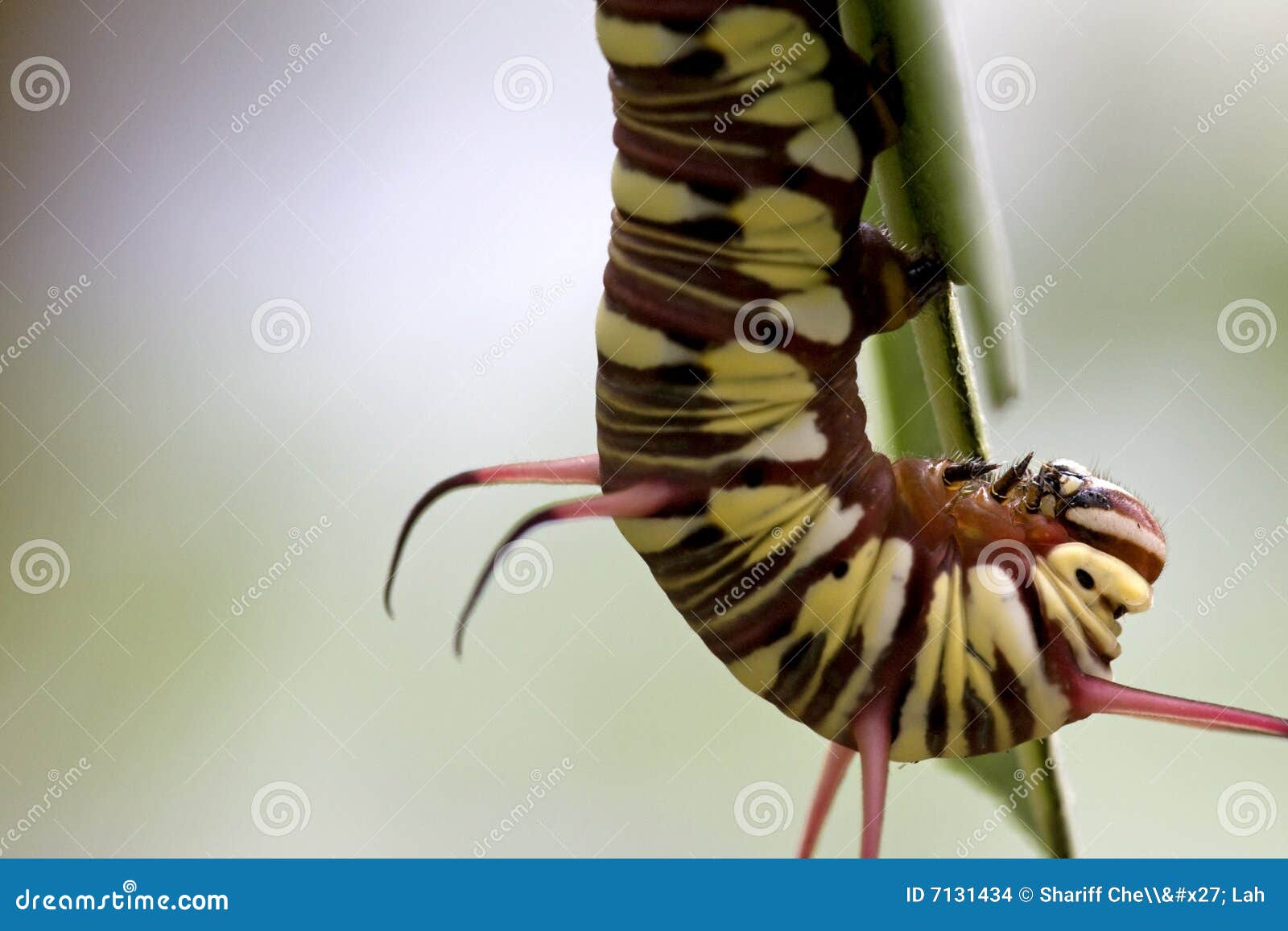 Caterpillar Super Macro stock photo. Image of thorn, lepidoptera - 7131434