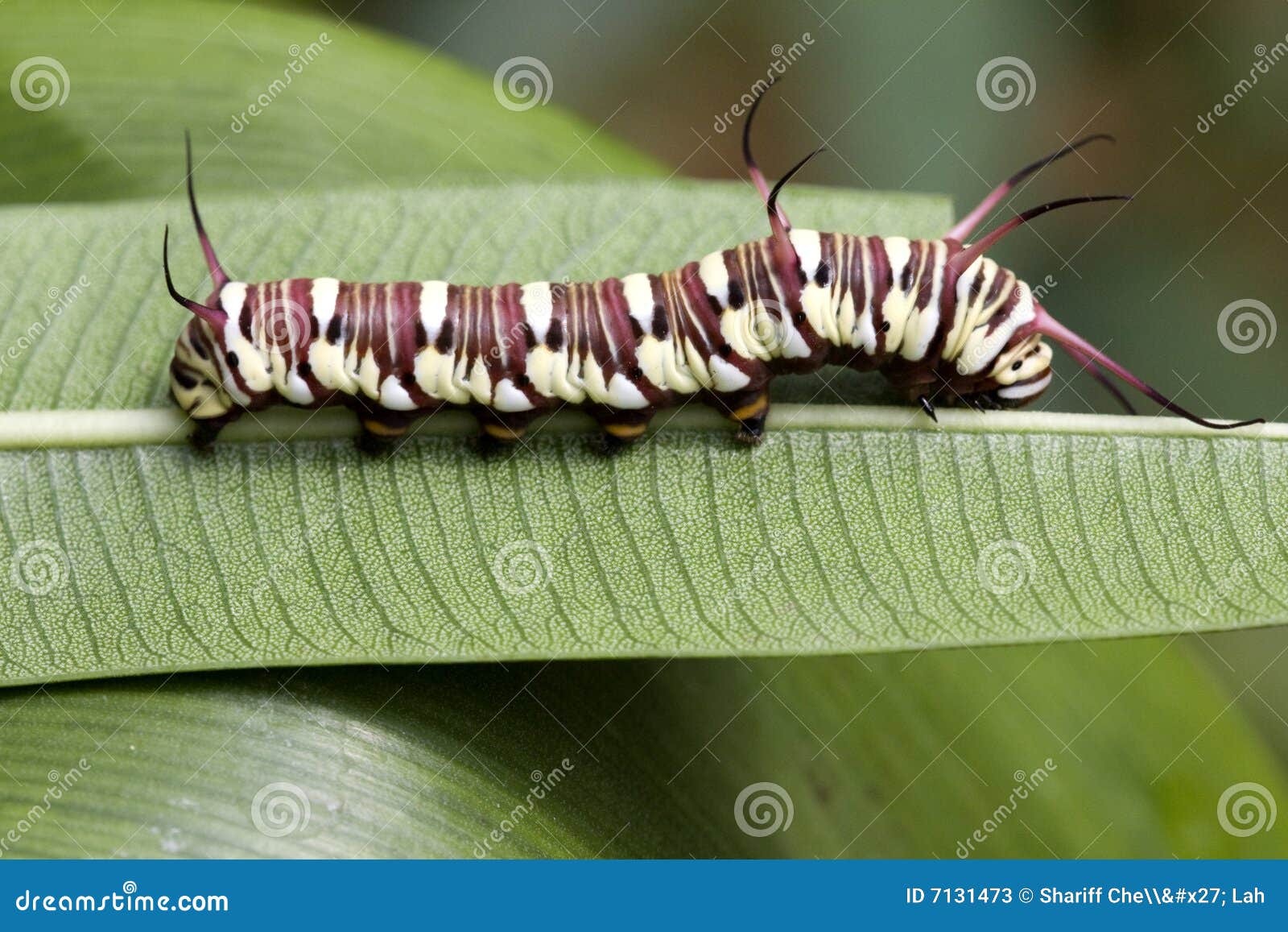 Caterpillar Super Macro stock image. Image of closeup - 7131473