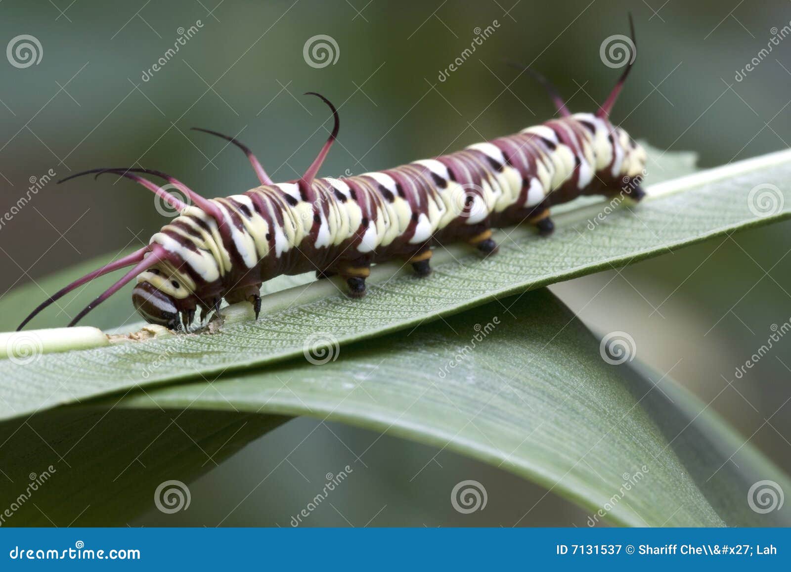 Caterpillar Super Macro stock image. Image of butterflies - 7131537