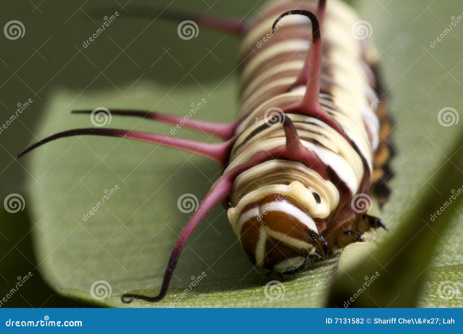 Caterpillar Super Macro stock photo. Image of creature - 7131582