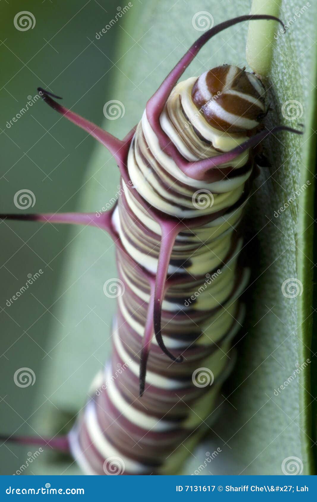 Caterpillar Super Macro stock image. Image of bugs, caterpillars - 7131617