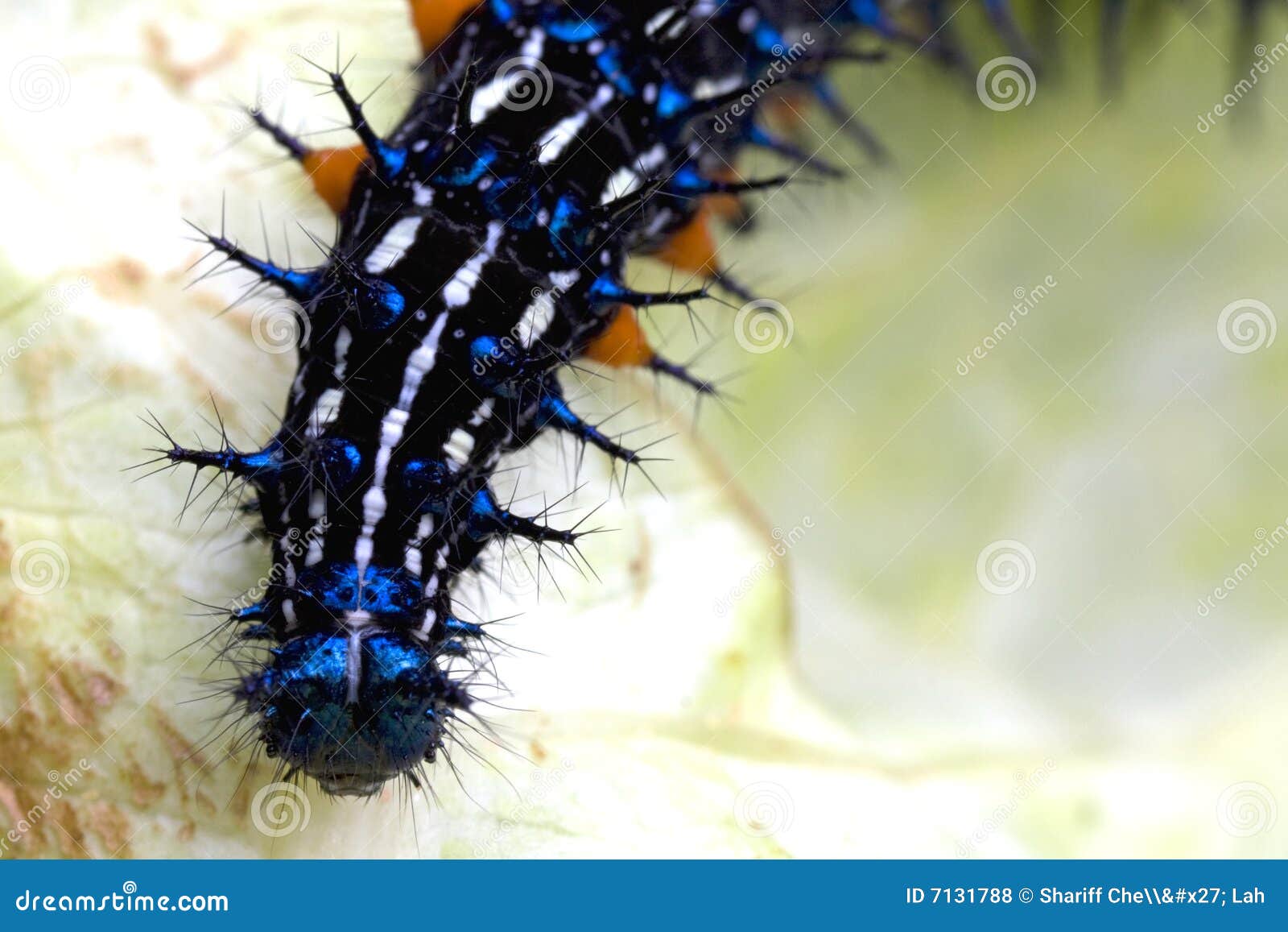 Caterpillar Super Macro stock photo. Image of nature, thorn - 7131788