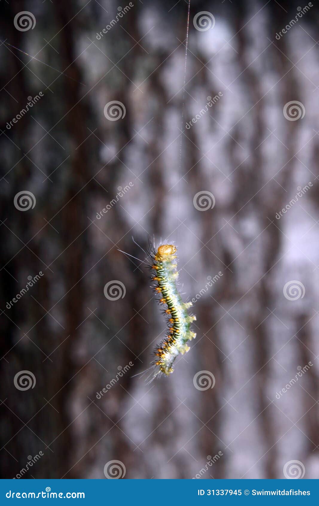 Caterpillar on a thread stock image. Image of thread - 31337945