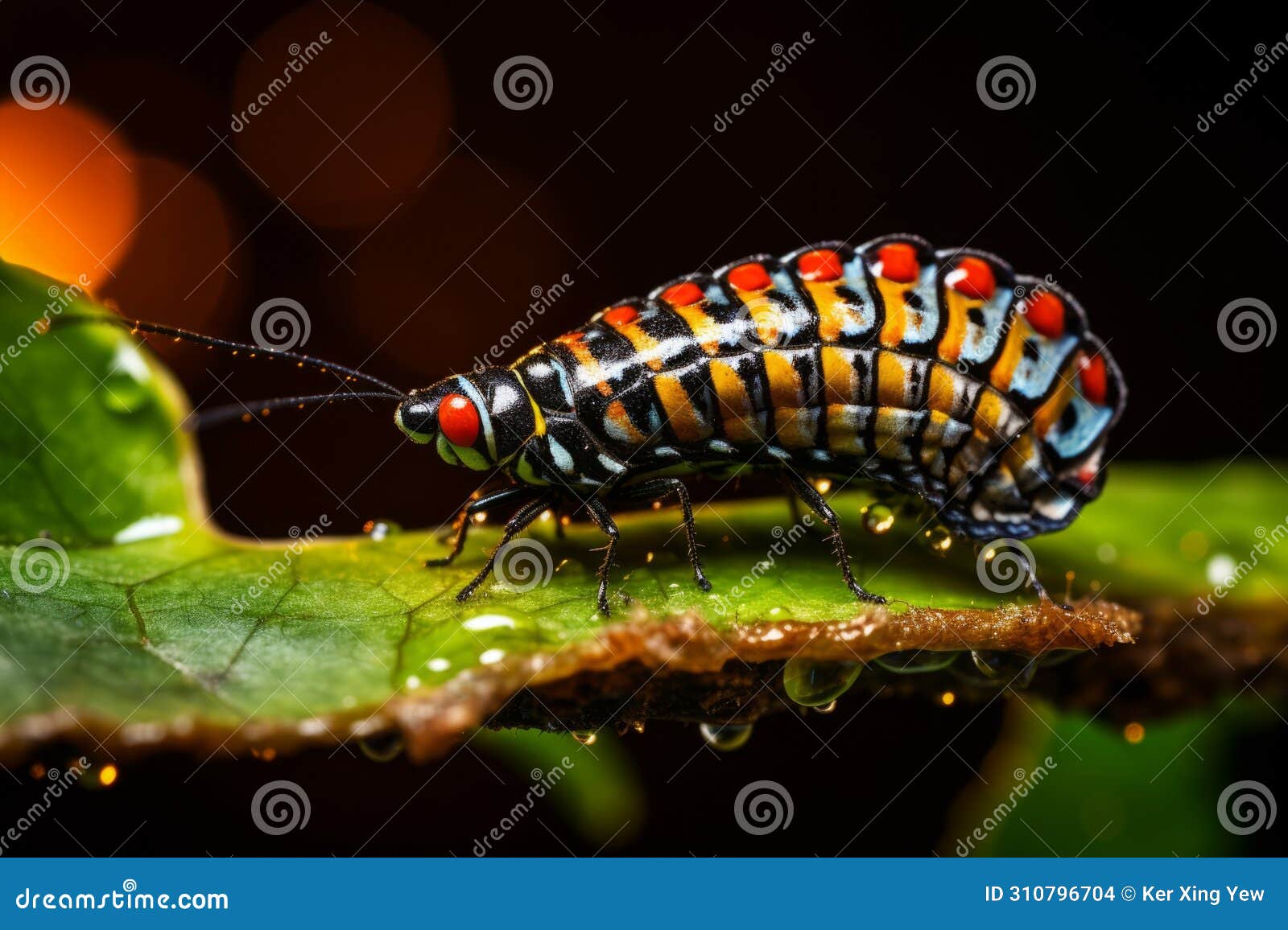 Caterpillar Transforming into a Butterfly Stock Illustration ...
