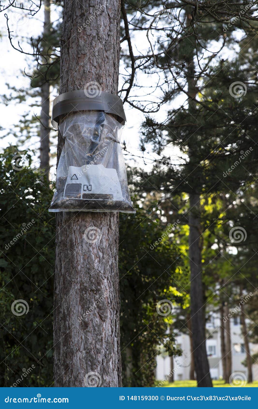 Caterpillar Trap On A Tree Royalty-Free Stock Image | CartoonDealer.com ...