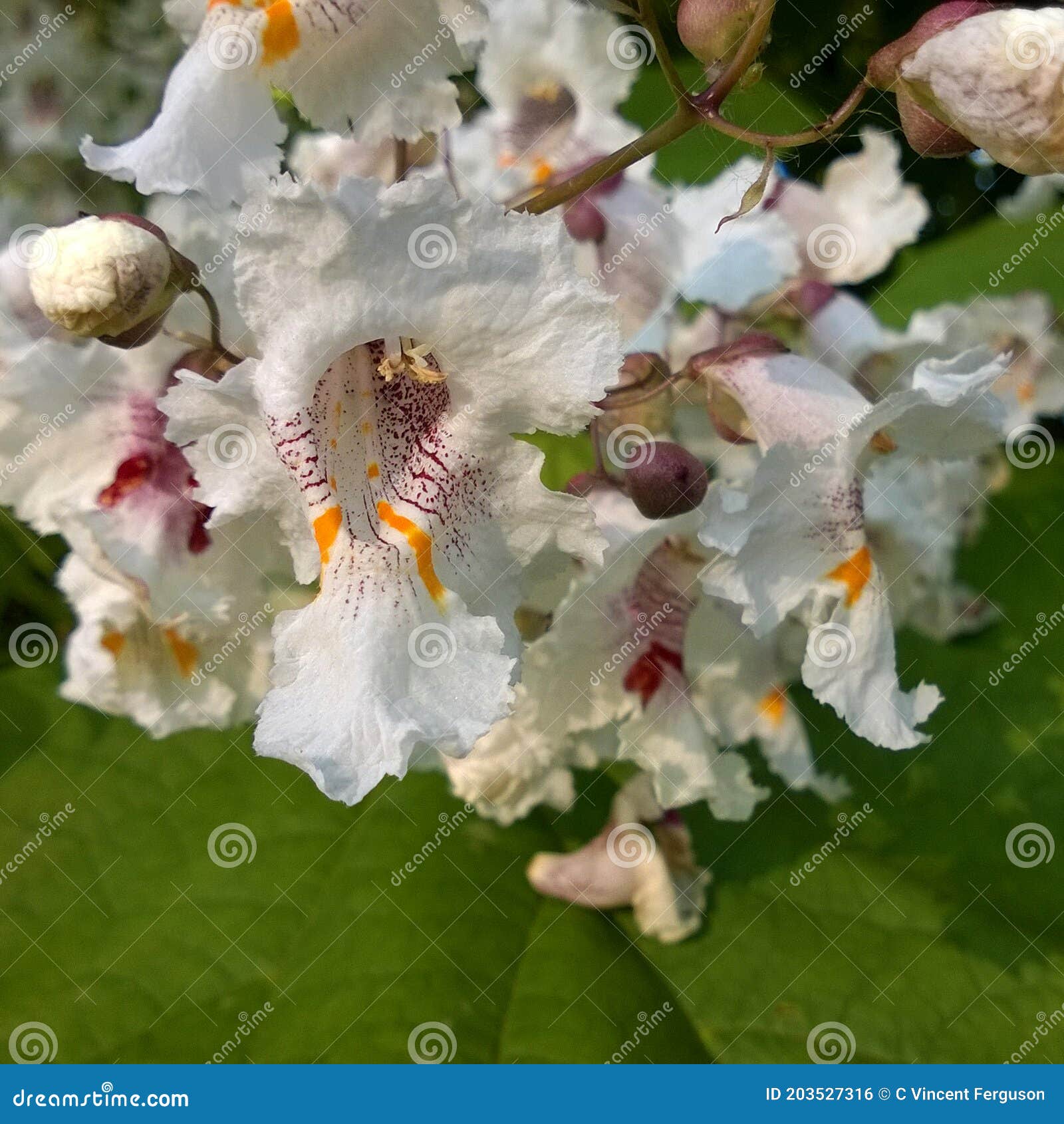 Orchid Looking Caterpillar Tree Flower 01 Stock Photo - Image of plant ...