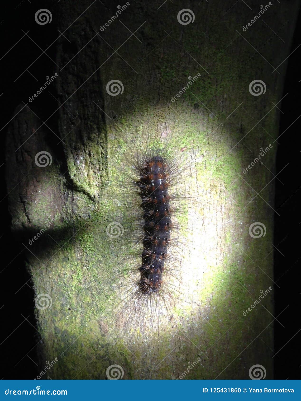 Caterpillar on the Tree, Borneo Jungle at Night Stock Photo - Image of ...