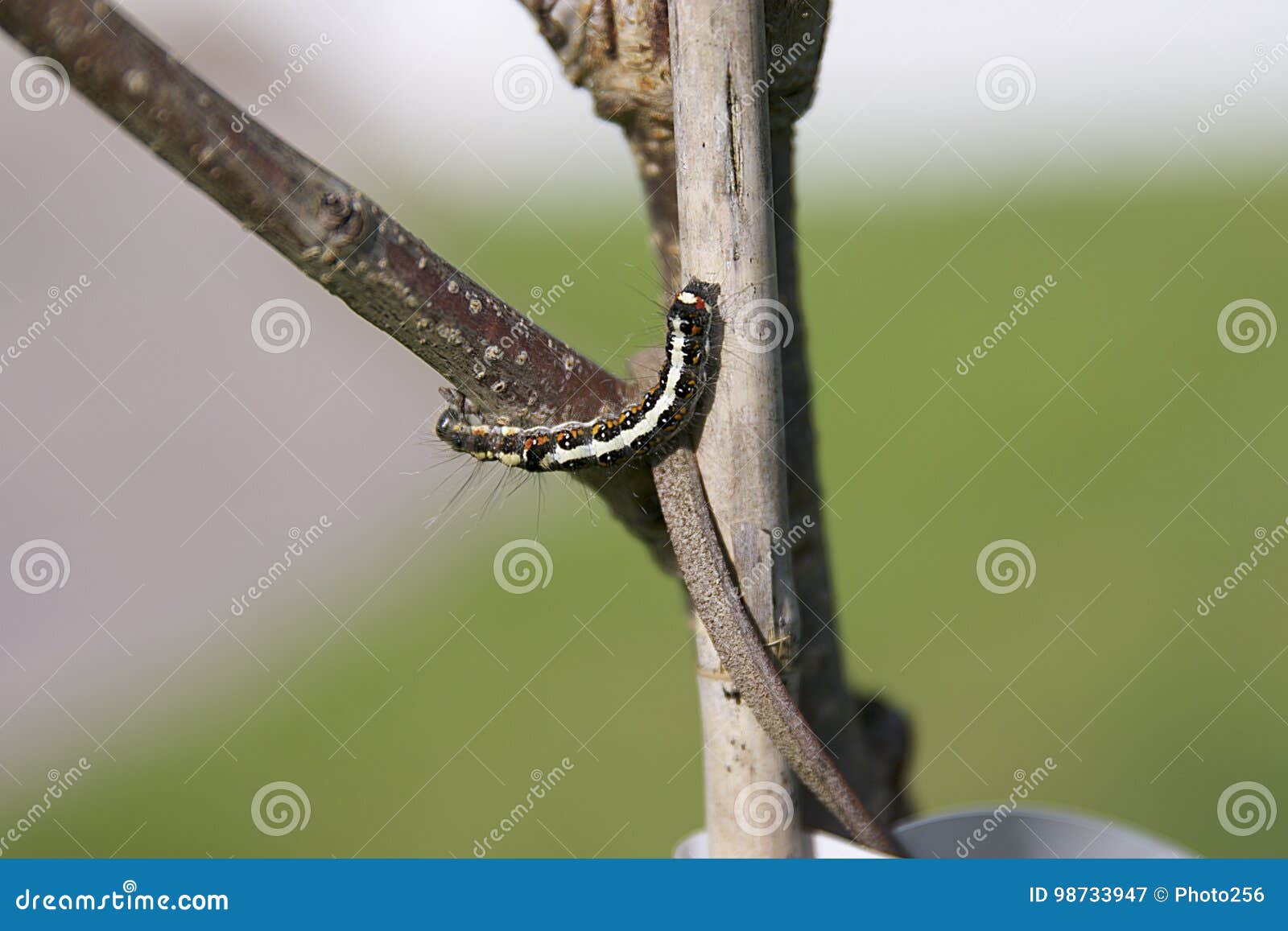Caterpillar on Tree Branch stock image. Image of tree - 98733947