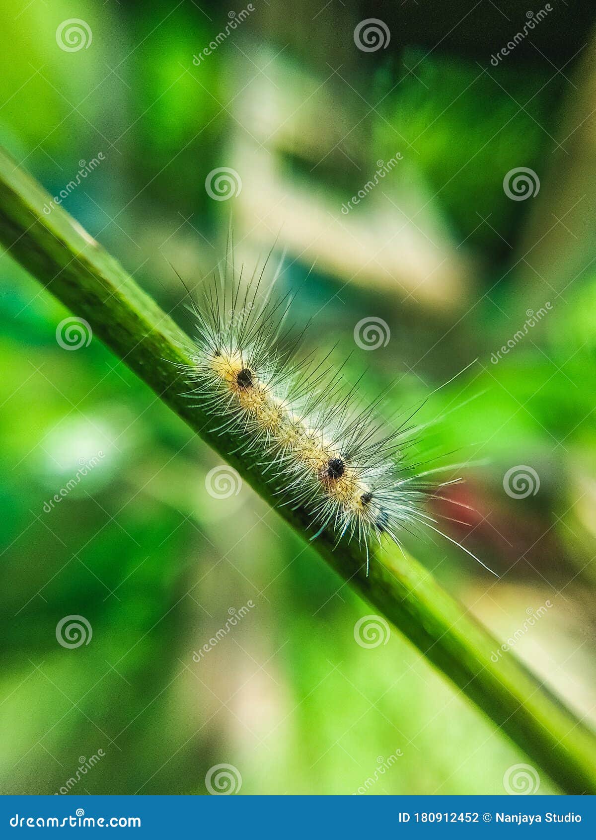 Caterpillar on tree stock photo. Image of nature, flower - 180912452