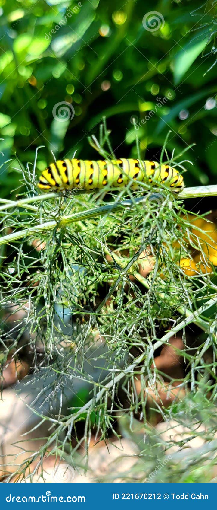 Caterpillar on Tree stock photo. Image of herb, invertebrate - 221670212