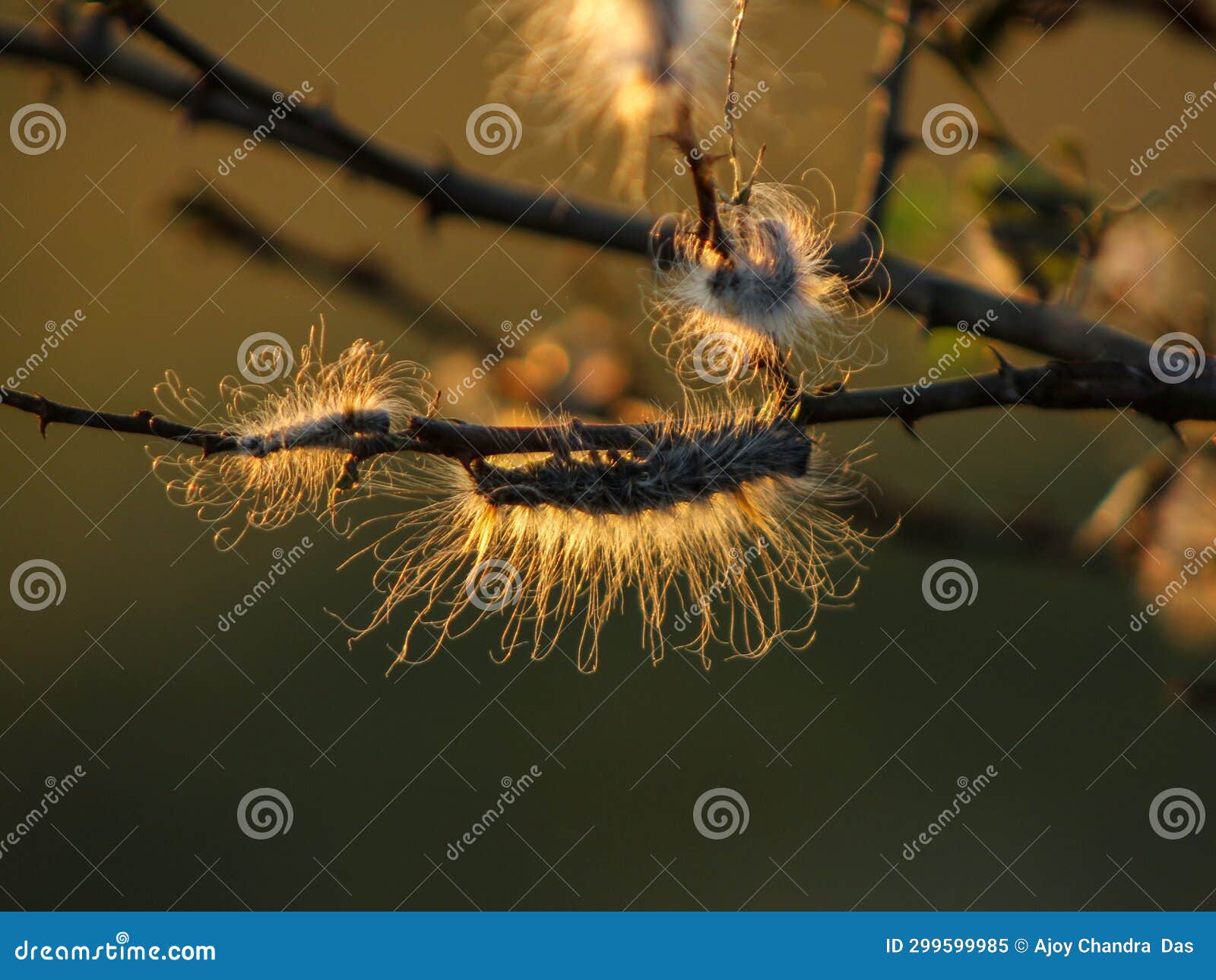 Caterpillar in a Tree stock image. Image of wildlife - 299599985