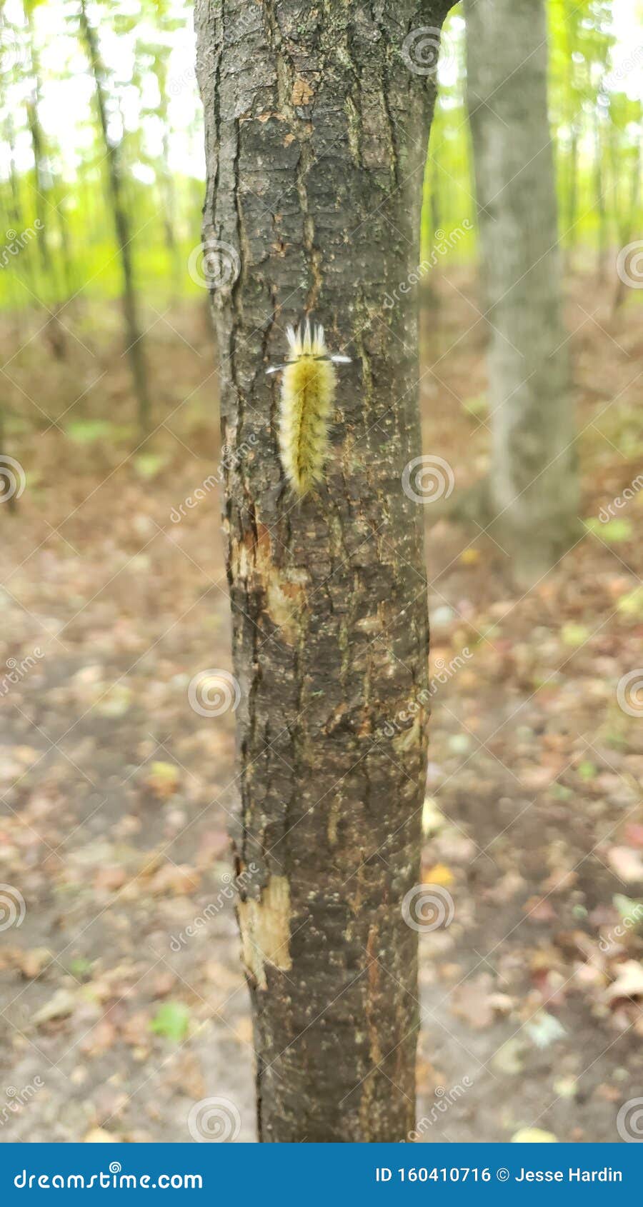 Caterpillar on tree stock photo. Image of caterpillar - 160410716