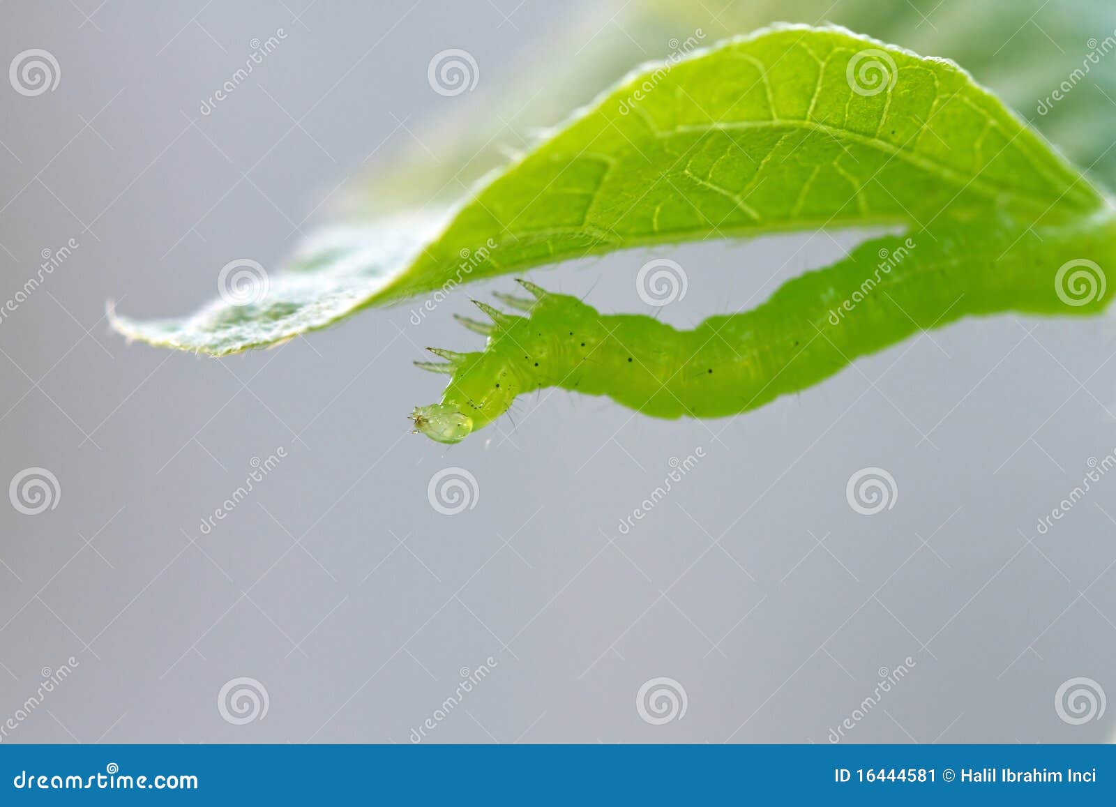 Caterpillar under leaf stock image. Image of spring, gross - 16444581