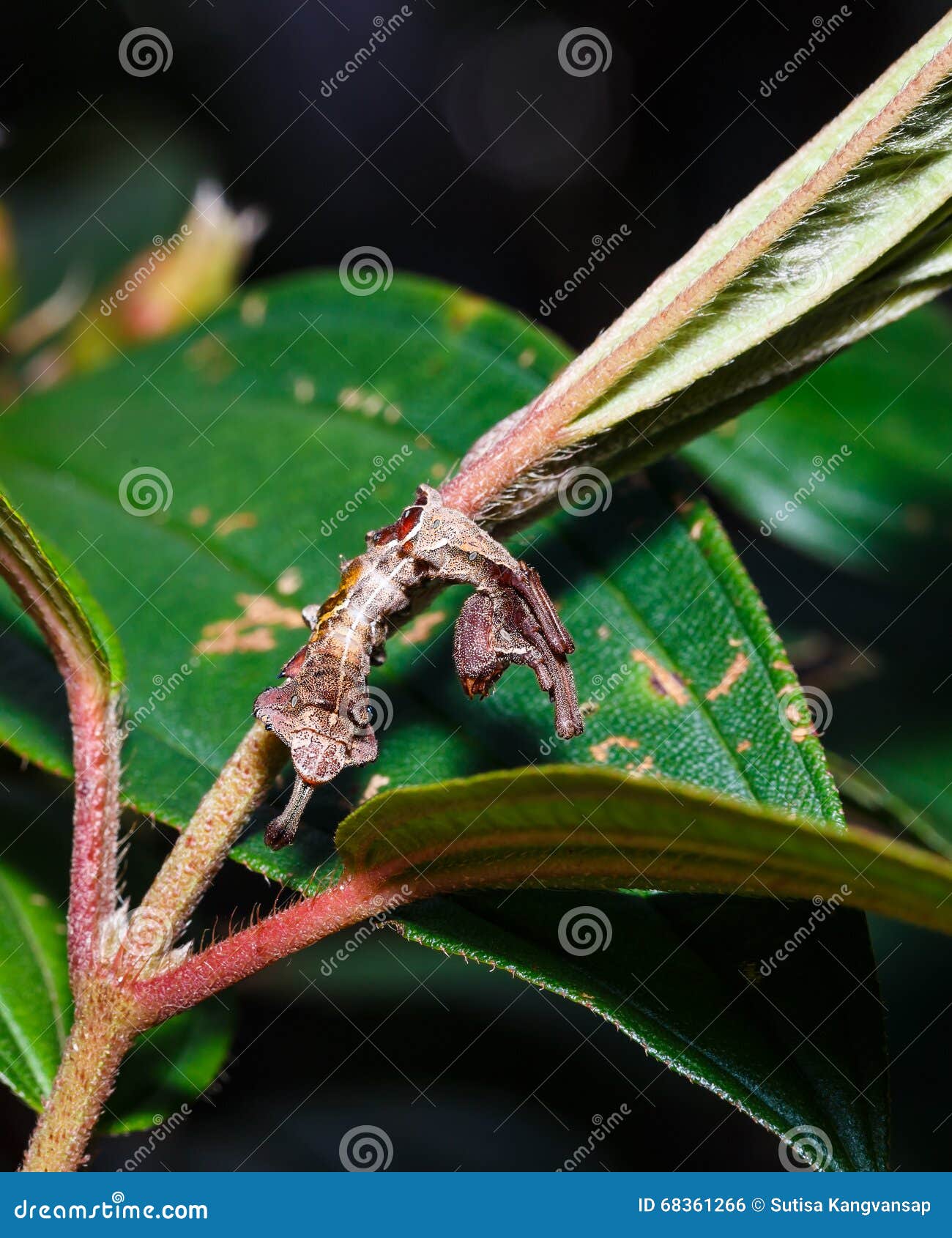 Caterpillar Van Bombycidae Van De Zijdemot Stock Foto - Image of zijde ...