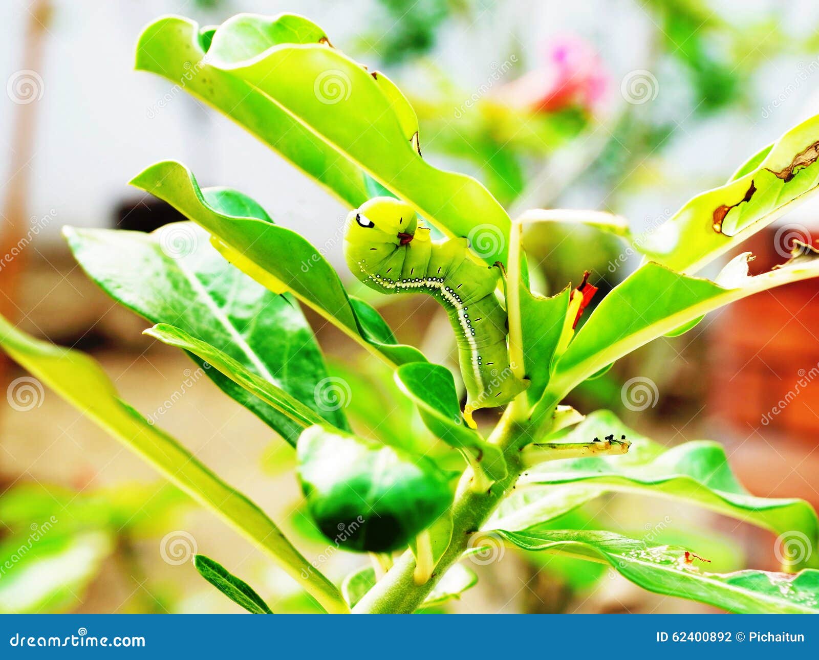 Caterpillar Chewing Leaves Stock Photos - Free & Royalty-Free Stock ...