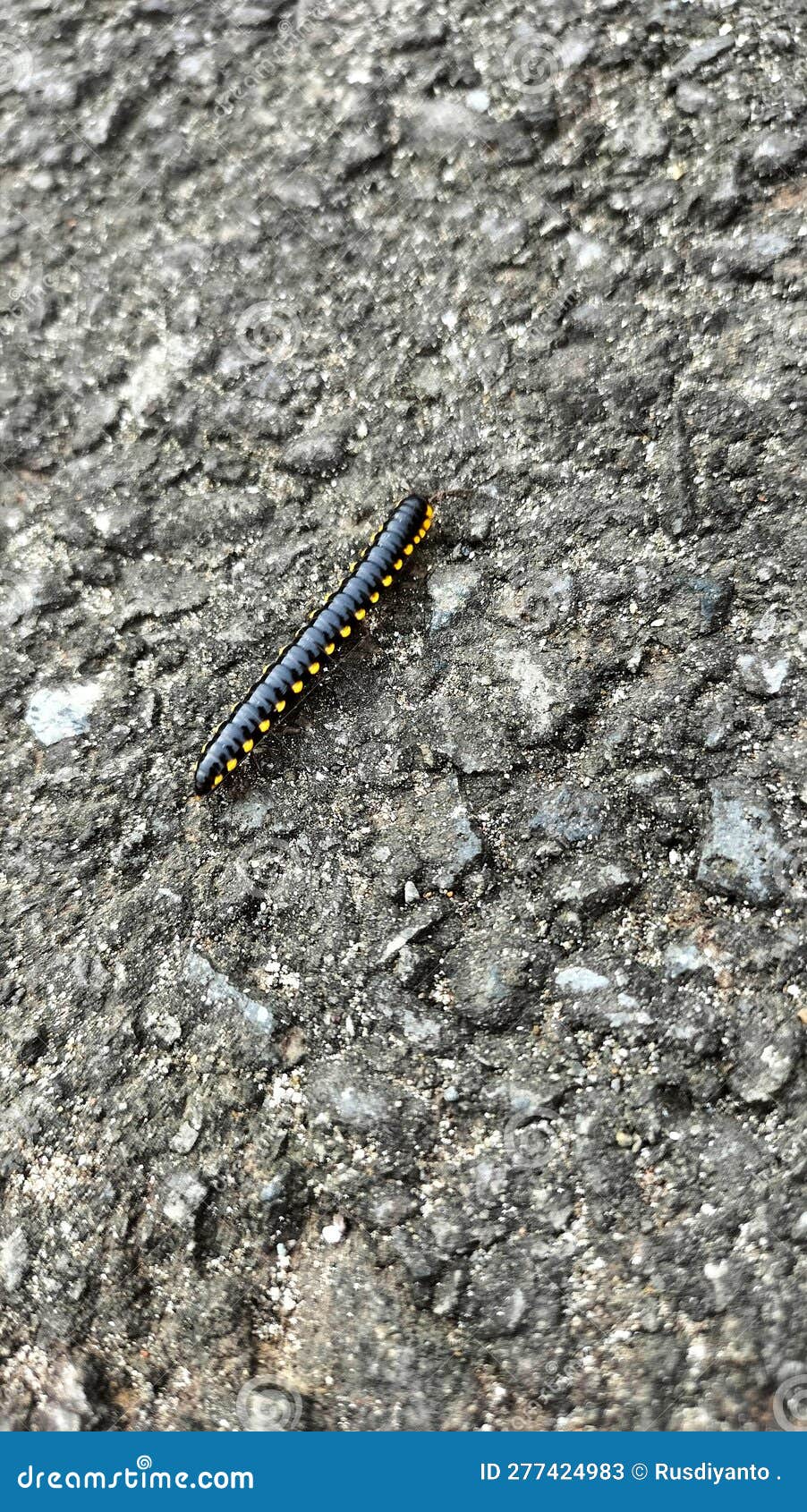 Caterpillar Walking on Asphalt Stock Image - Image of walking, wildlife ...