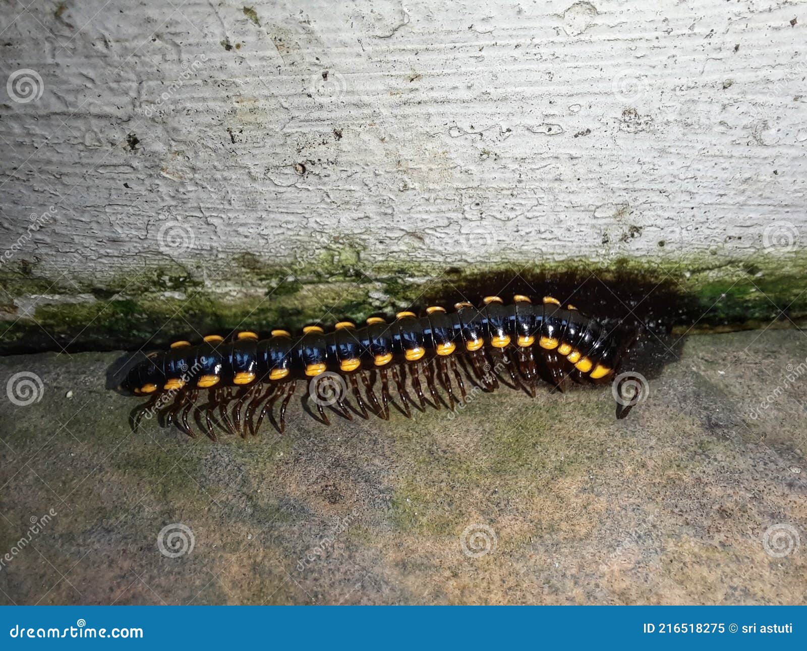 A Caterpillar Walking on the Floor Stock Image - Image of floor ...