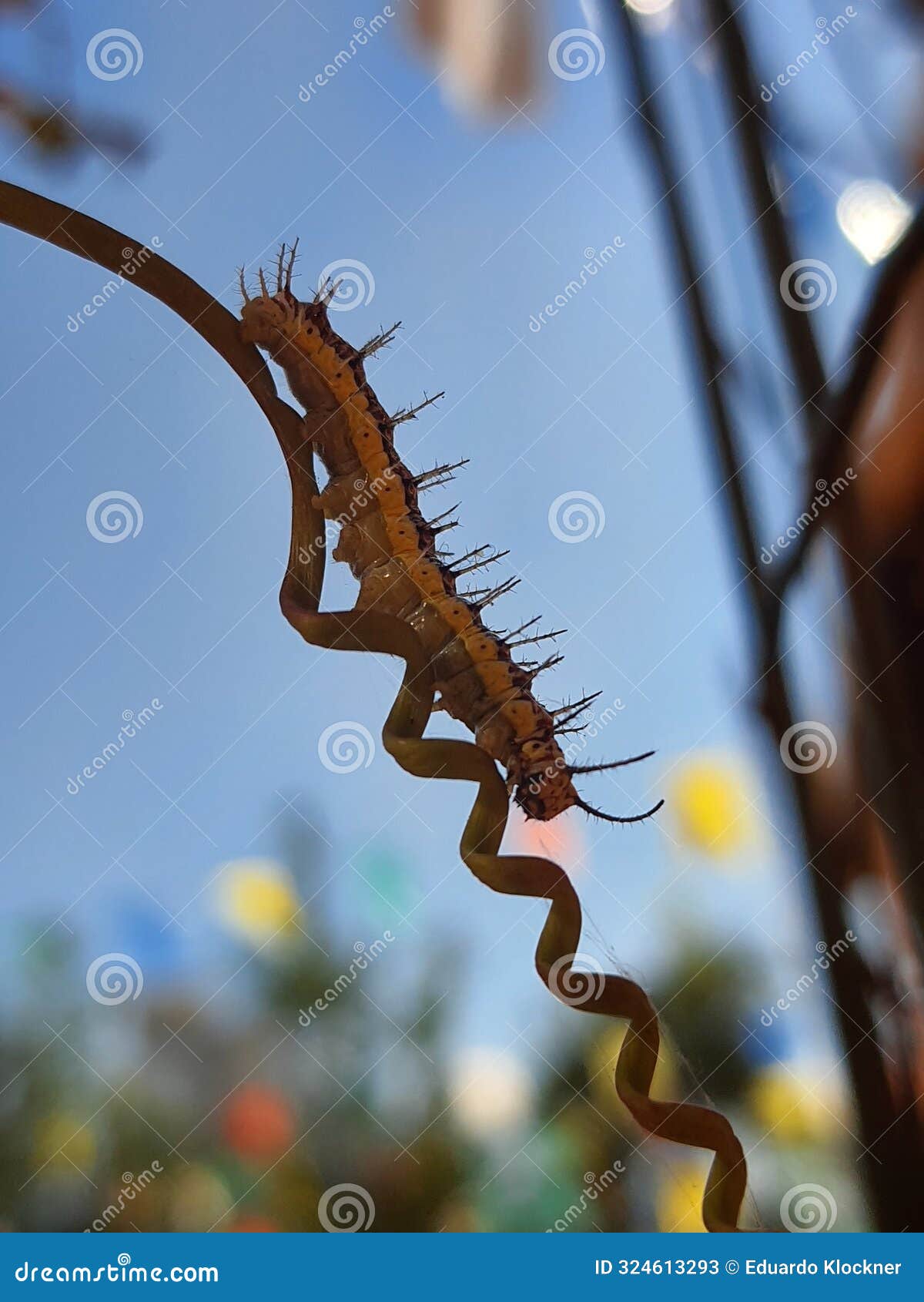 A Caterpillar Walking Over a Spiral Wire Stock Image - Image of spiral ...