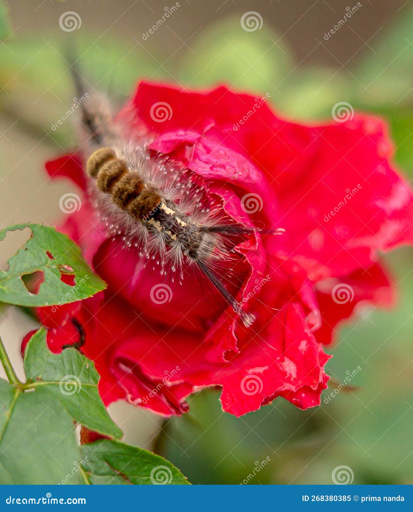 A Caterpillar is Walking on a Red Rose Stock Image - Image of ...
