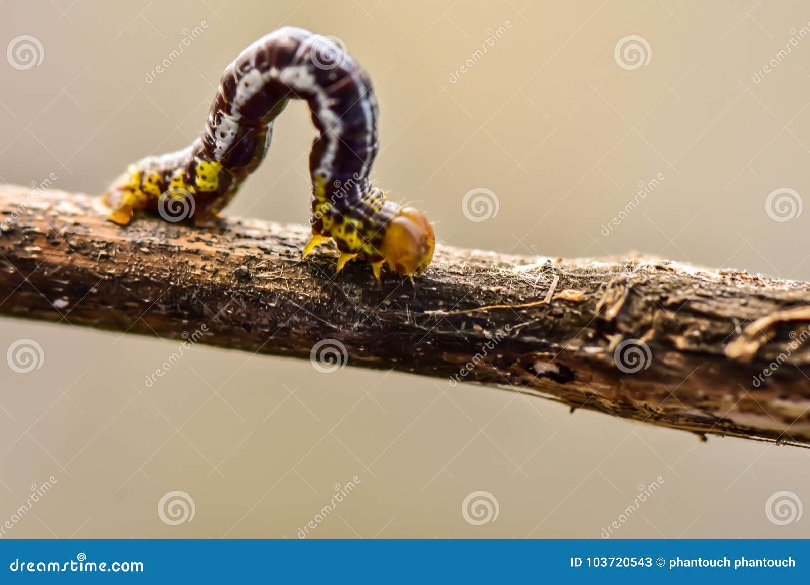 Worm stock image. Image of worm, walking, outdoors, nature - 103720543