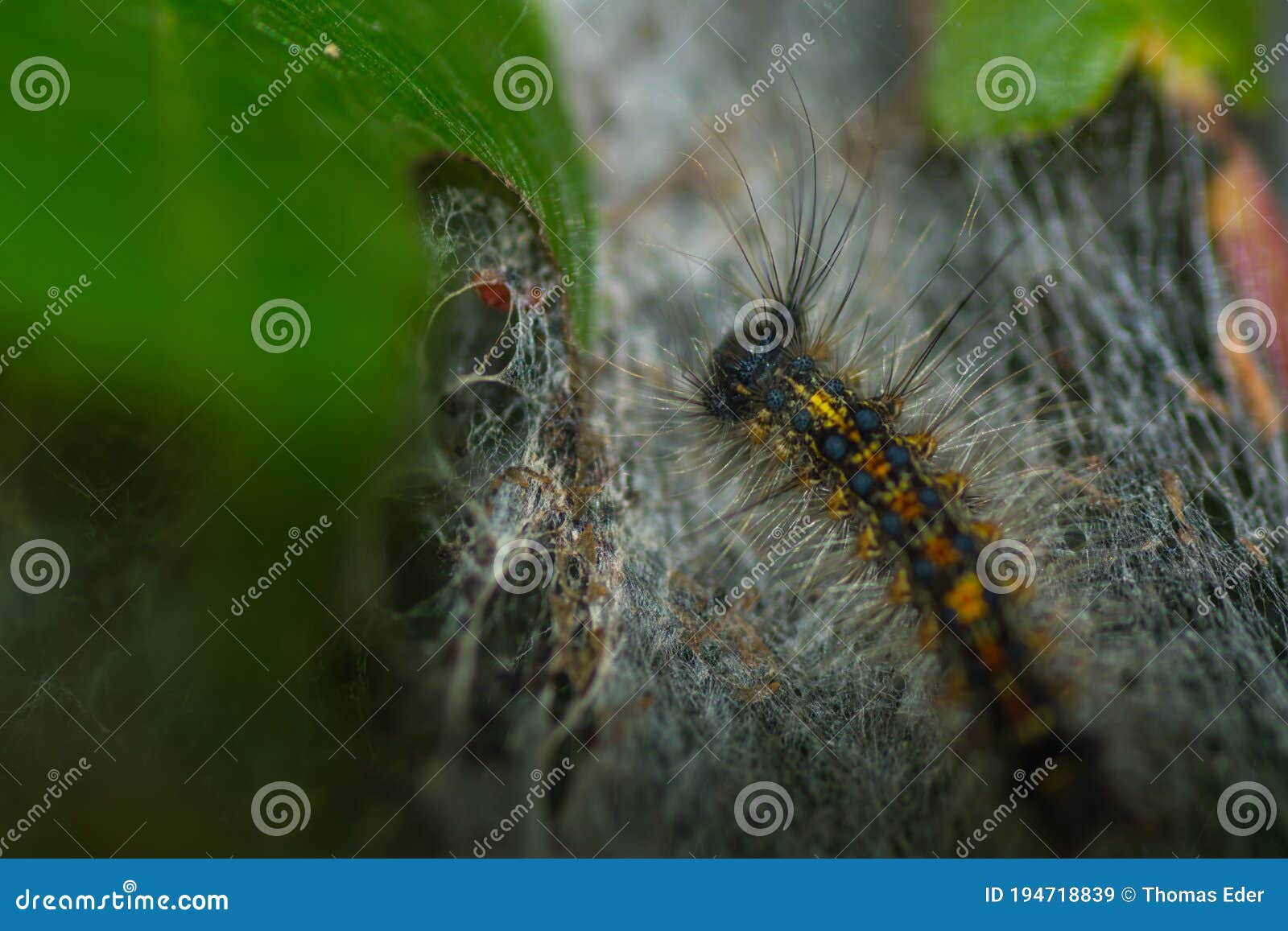 Caterpillar in a Web Macro View Stock Image - Image of species ...