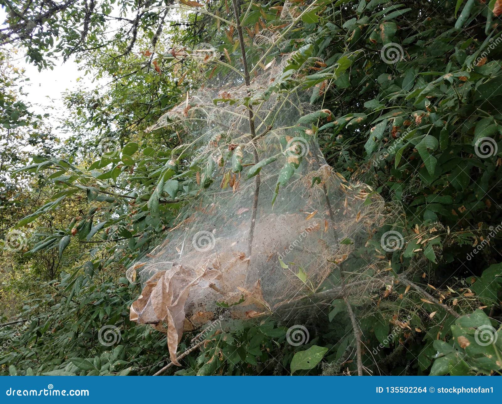 Caterpillar Webs or Nest in Tree with Green Leaves Stock Photo - Image ...