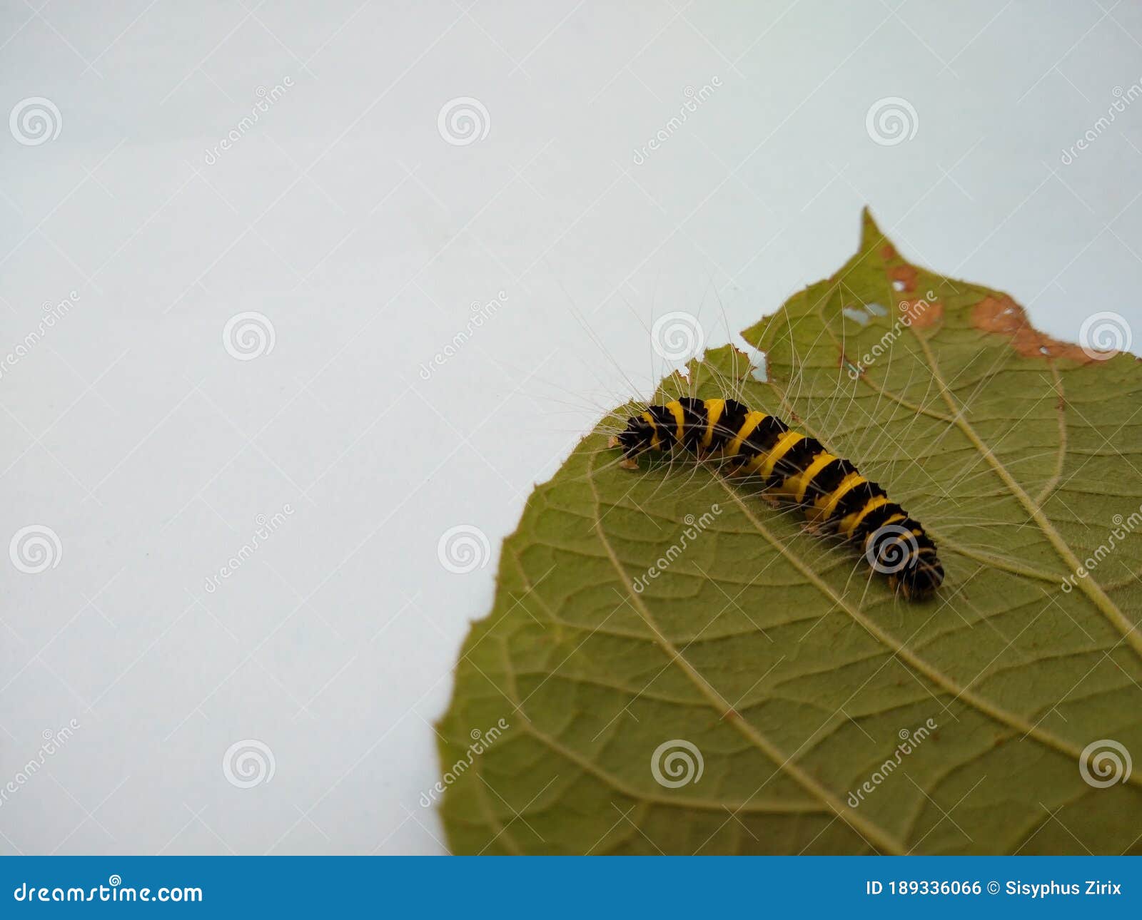 Caterpillar on White Background Stock Photo - Image of green ...