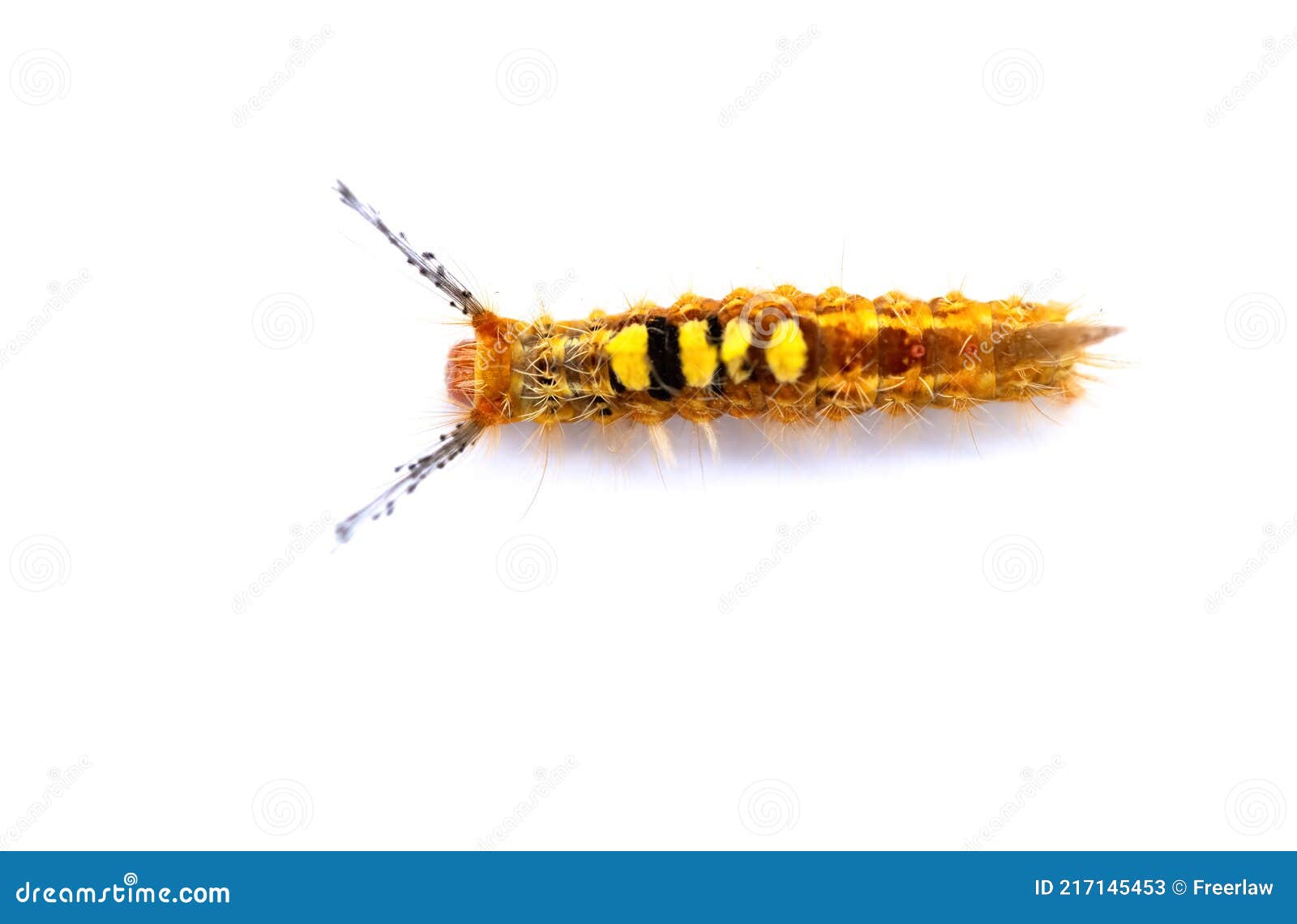 Caterpillar on White Background Stock Image - Image of invertebrate ...