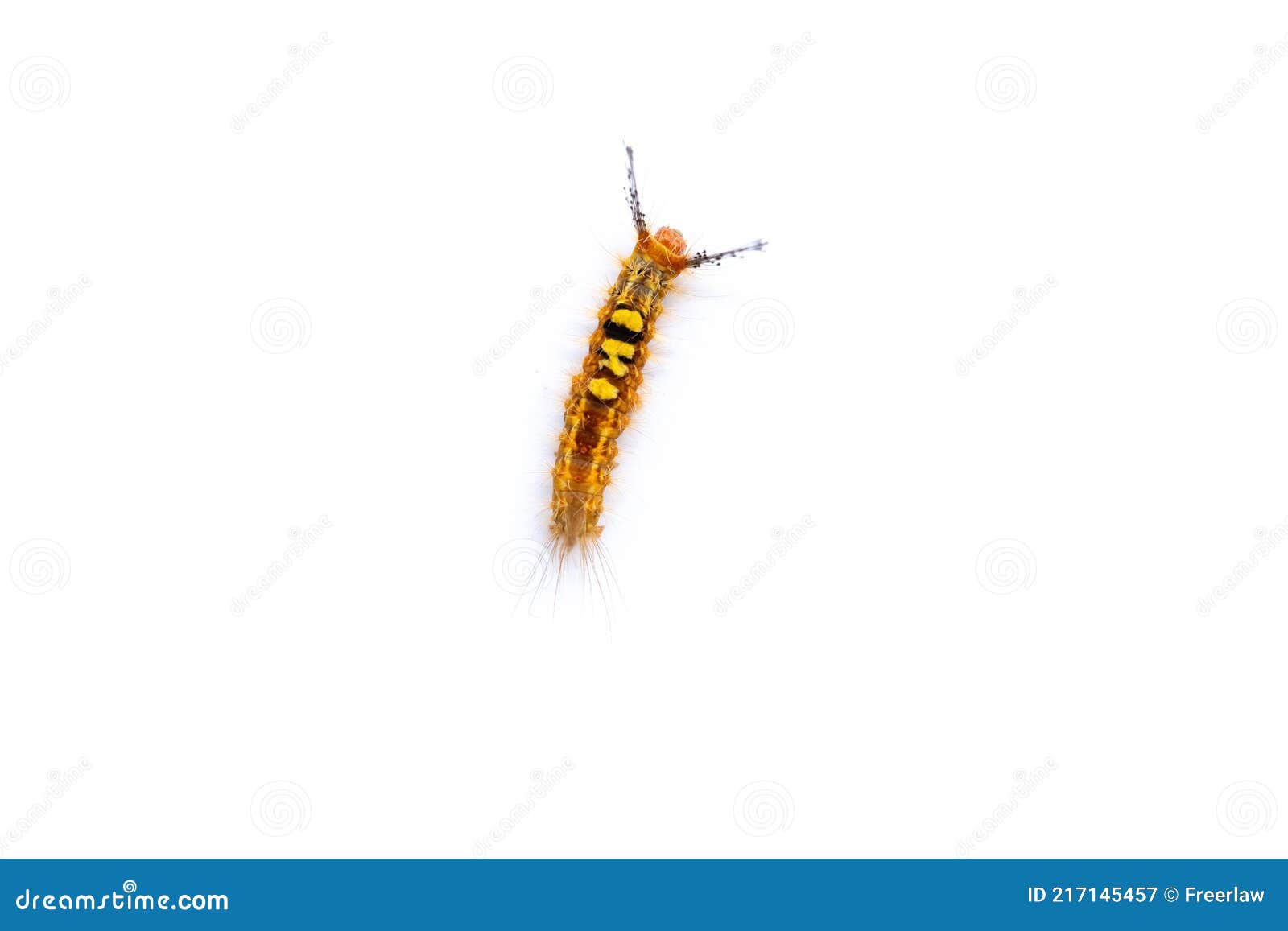 Caterpillar on White Background Stock Image - Image of background ...