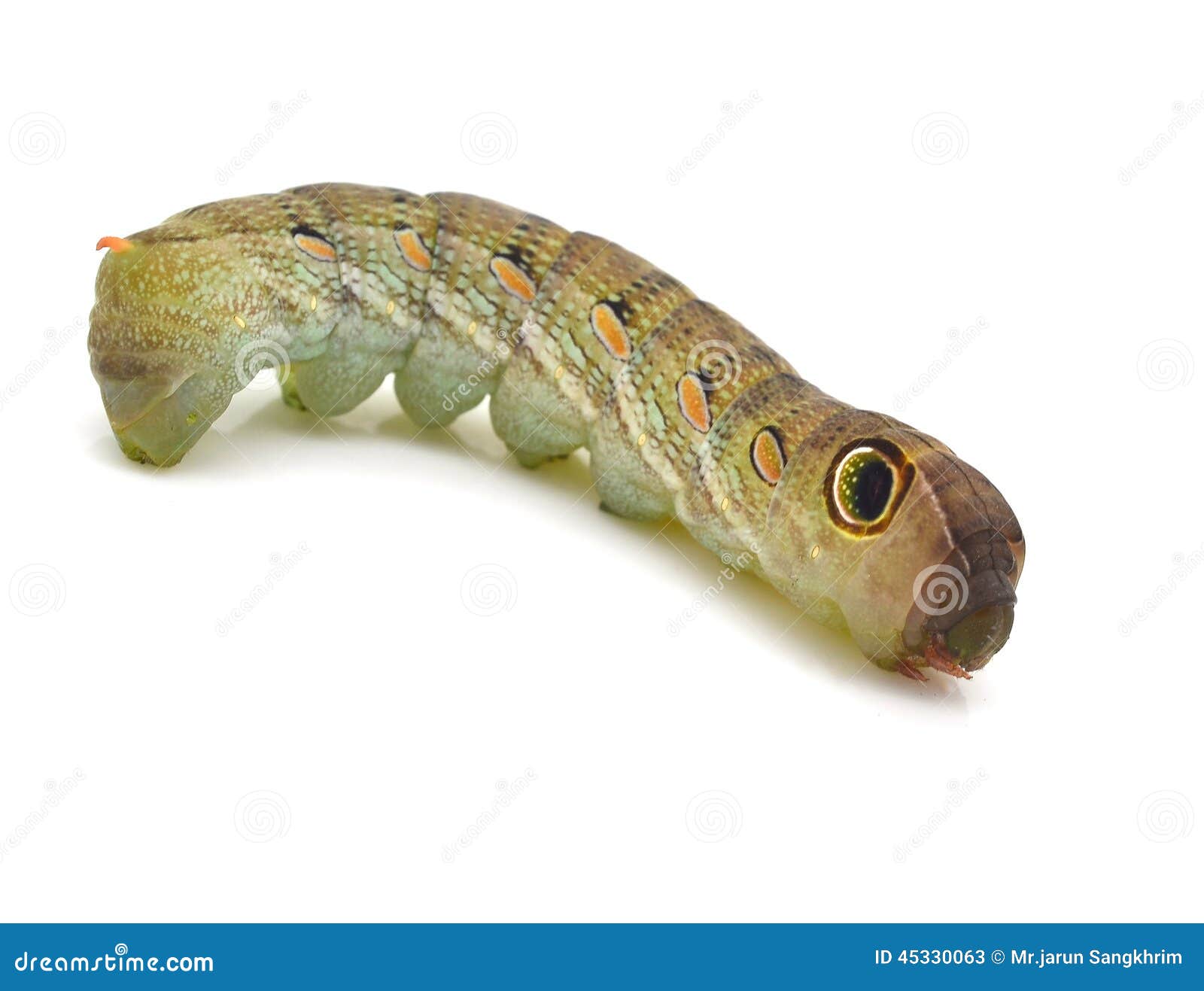 Caterpillar stock image. Image of organism, horizontal - 45330063