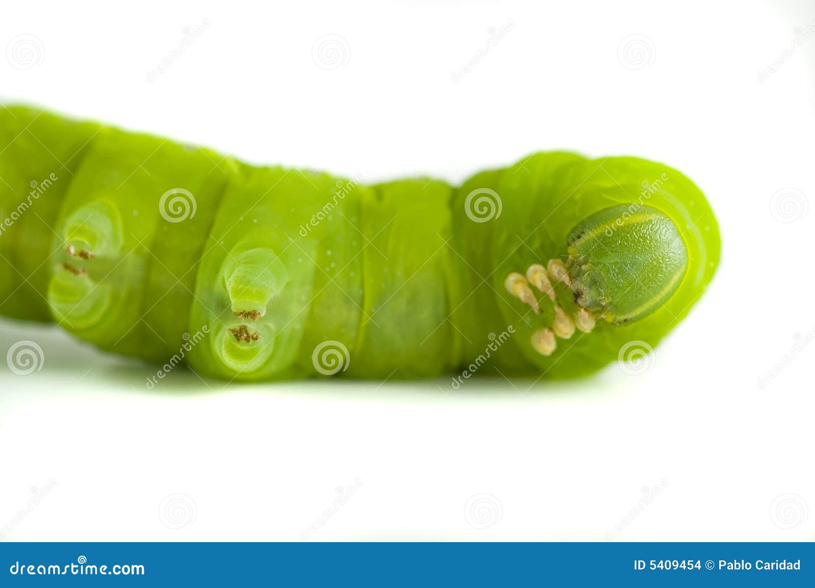 Caterpillar on White Background. Stock Photo - Image of close, worm ...