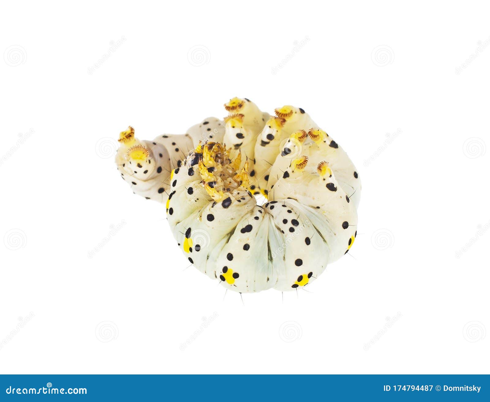 Caterpillar on a White Background Stock Image - Image of worm, eastern ...