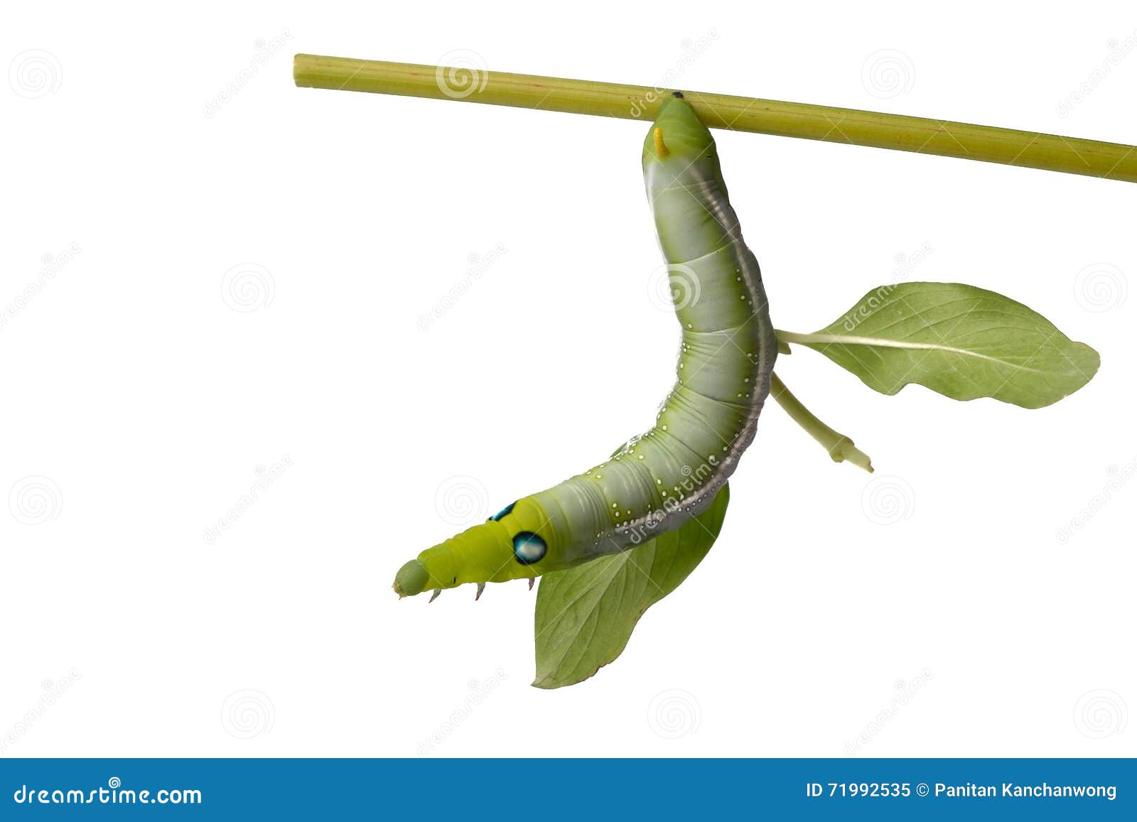 Caterpillar on White Background Stock Image - Image of horizontal ...