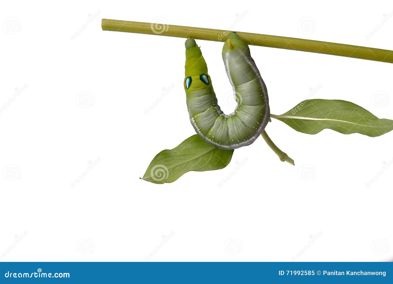 Caterpillar on White Background Stock Image - Image of beautiful, wild ...