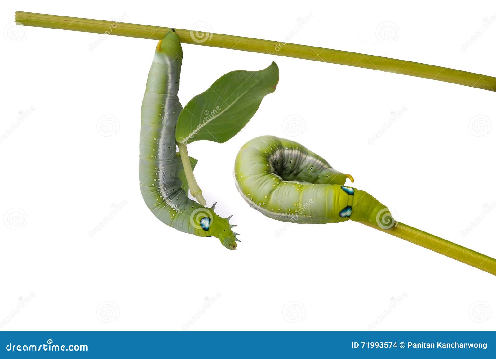 Caterpillar on White Background Stock Photo - Image of horizontal ...