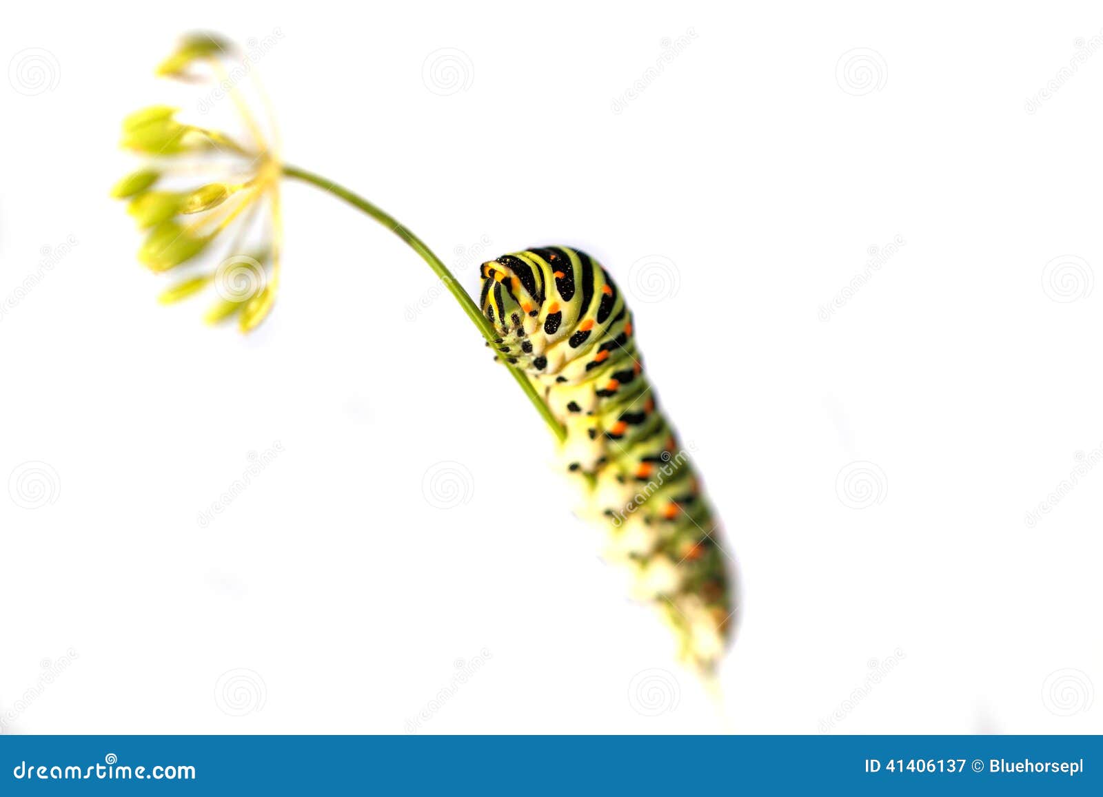 Caterpillar On White Background Stock Image - Image of invertebrate ...