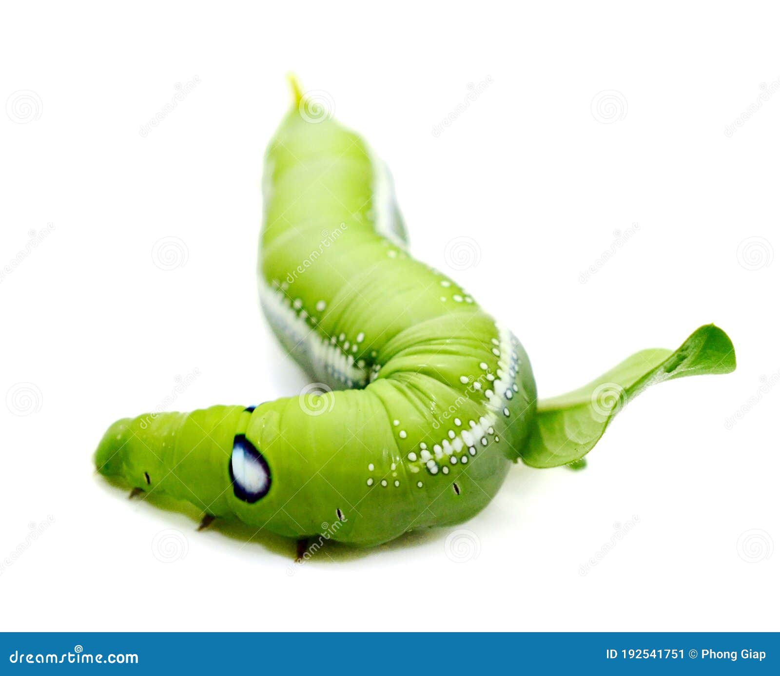 Caterpillar on White Background. Stock Image - Image of macro, white ...