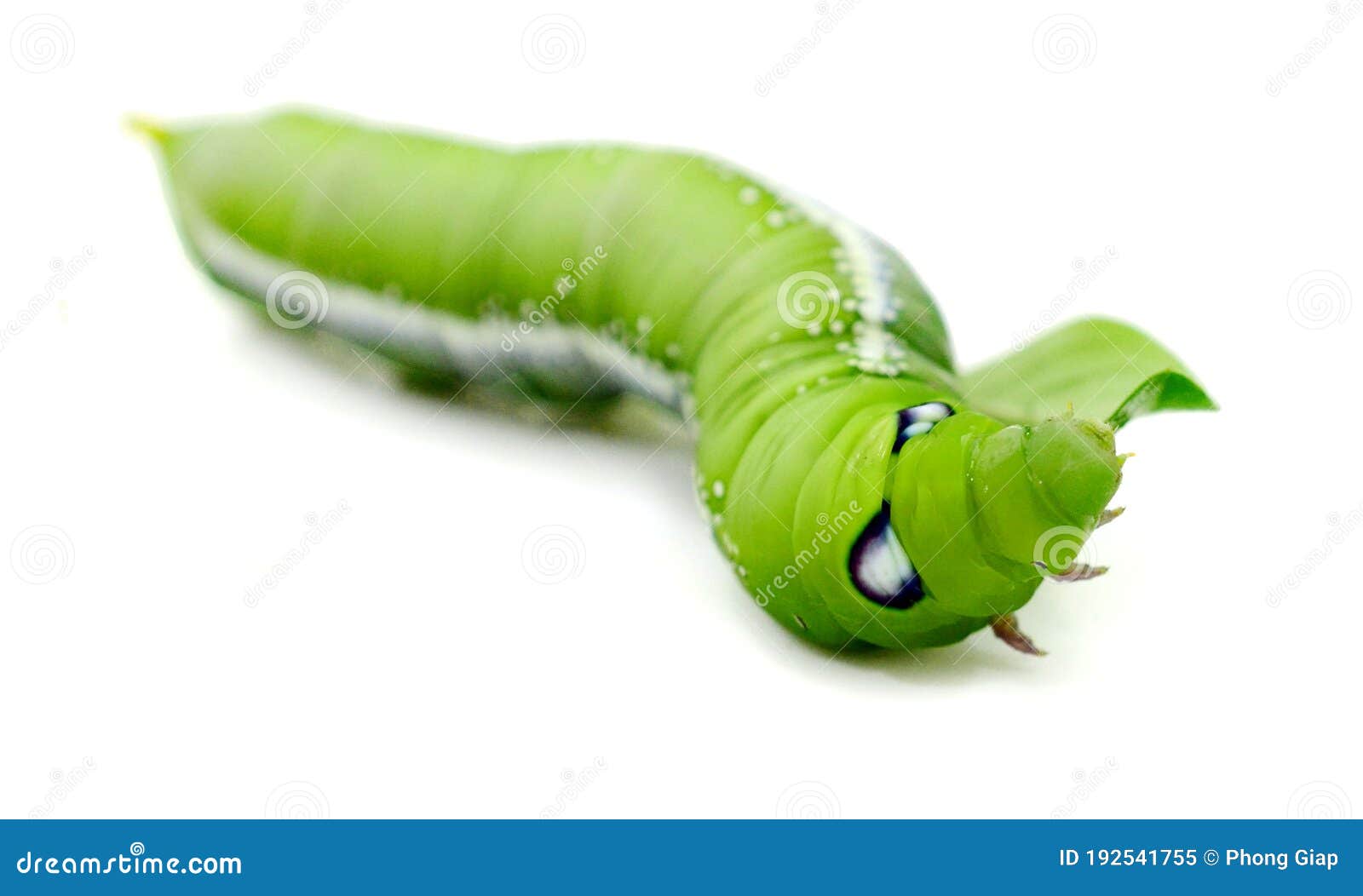 Caterpillar on White Background. Stock Image - Image of green ...