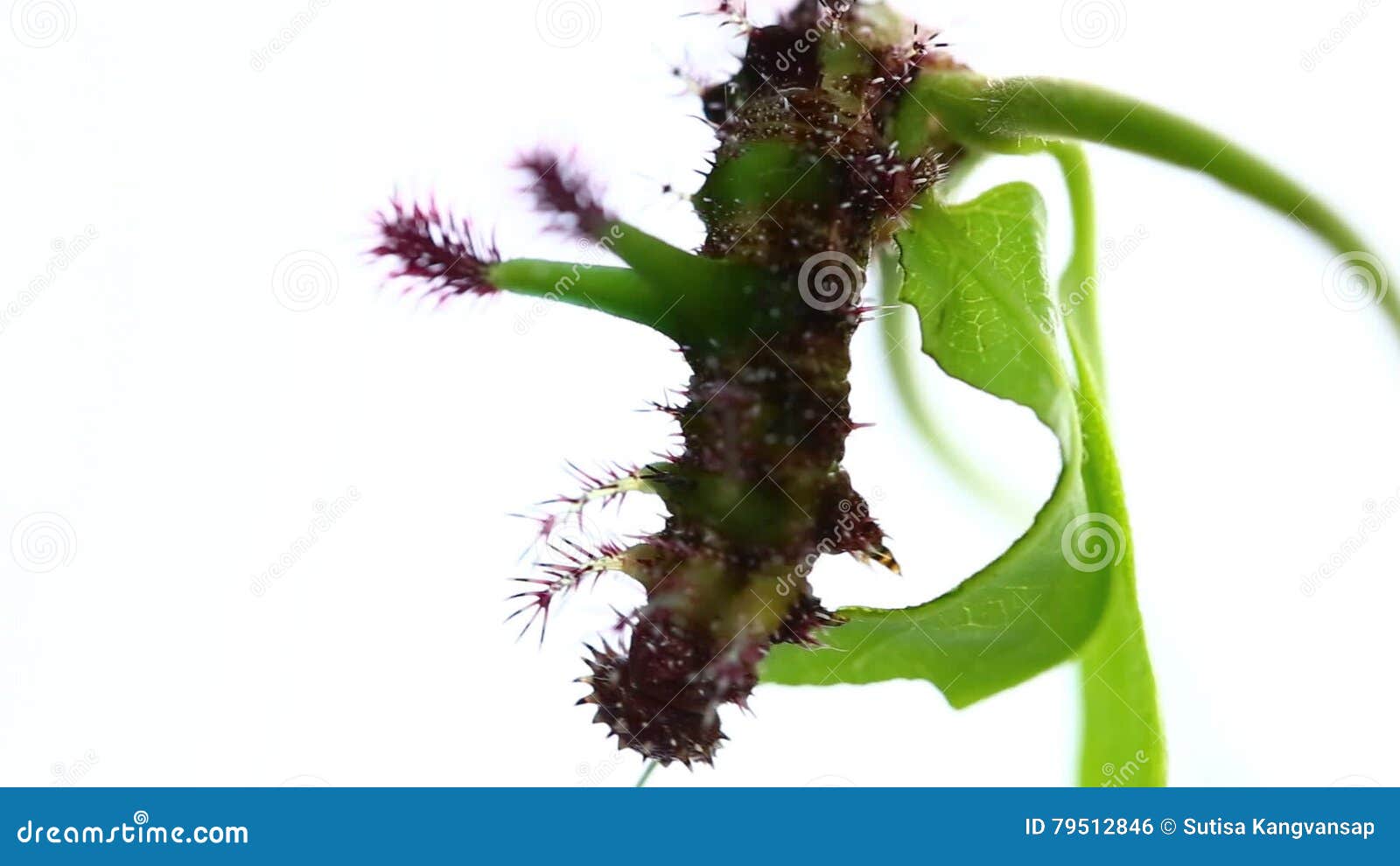 Caterpillar of White Commodore Butterfly ( Parasarpa Dudu ) Eating Leaf ...