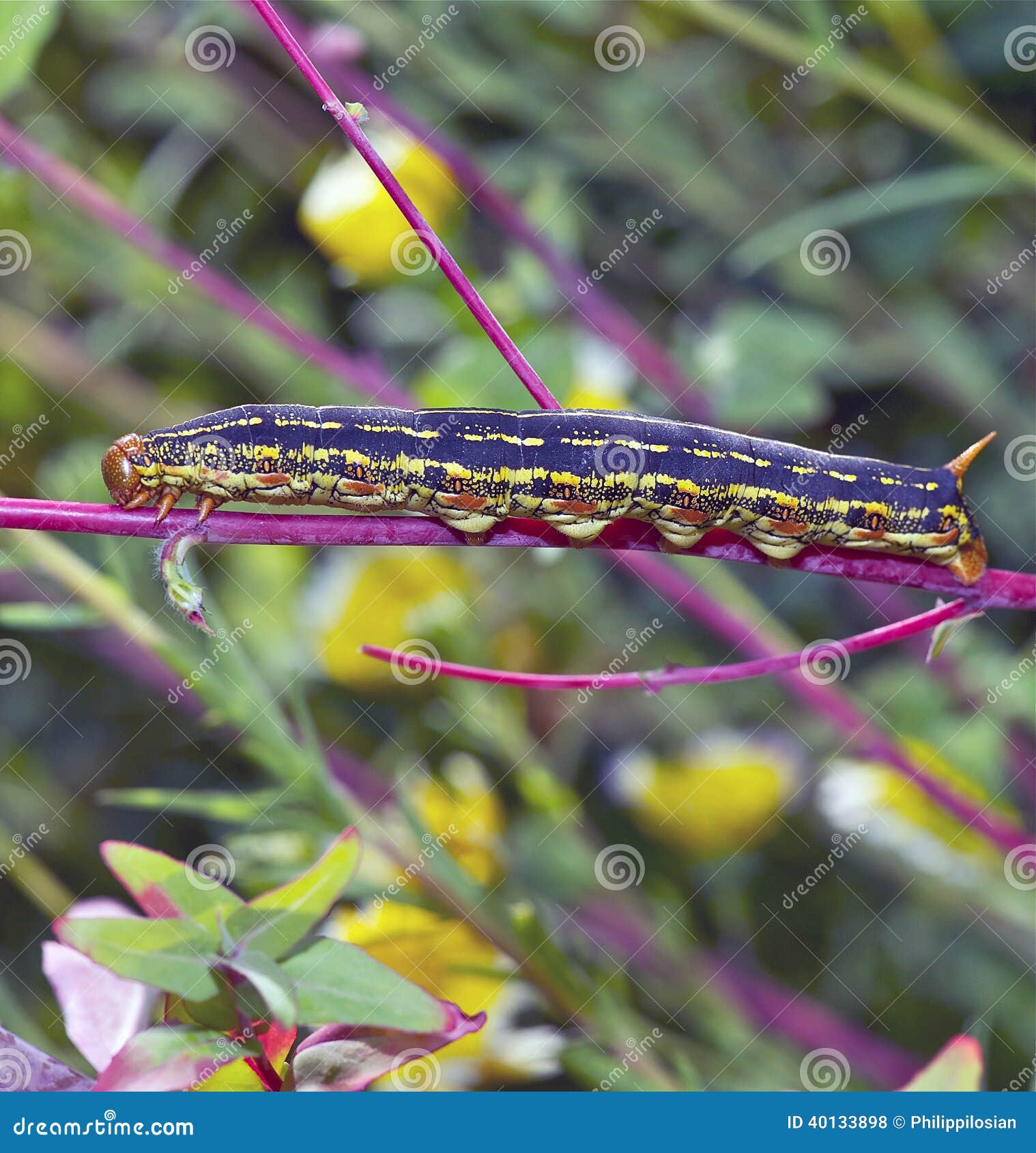 Caterpillar: White Lined Sphinx Larva Stock Photo - Image of flower ...