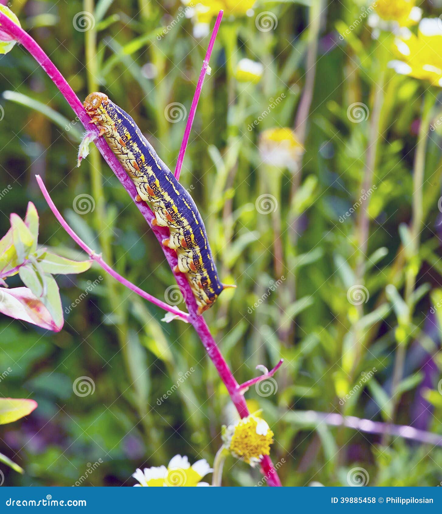 Caterpillar: White Lined Sphinx Larva Stock Photo - Image of garden ...