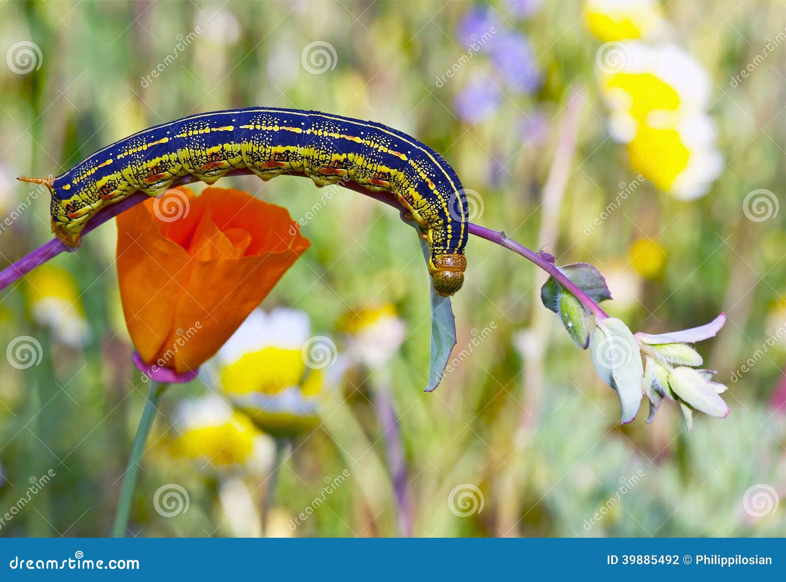 Caterpillar: White Lined Sphinx Larva Feeding Stock Photo - Image of ...