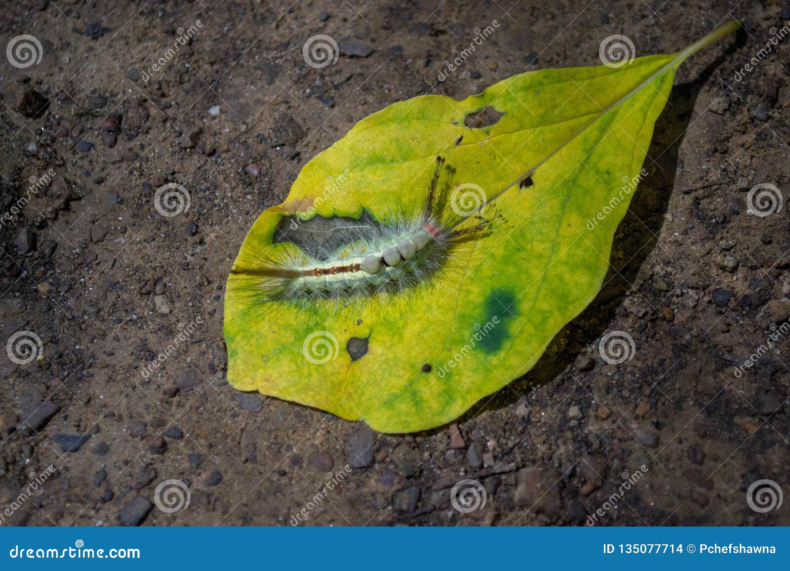 White-Marked Tussock Moth Caterpillar Royalty-Free Stock Image ...