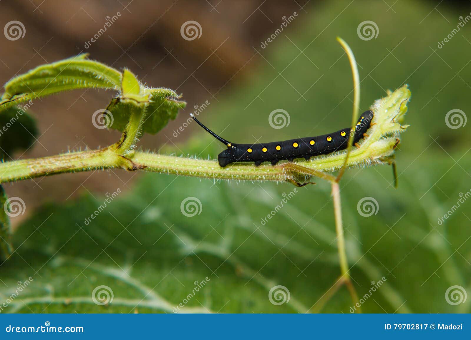 Caterpillar worm imagen de archivo. Imagen de cierre - 79702817