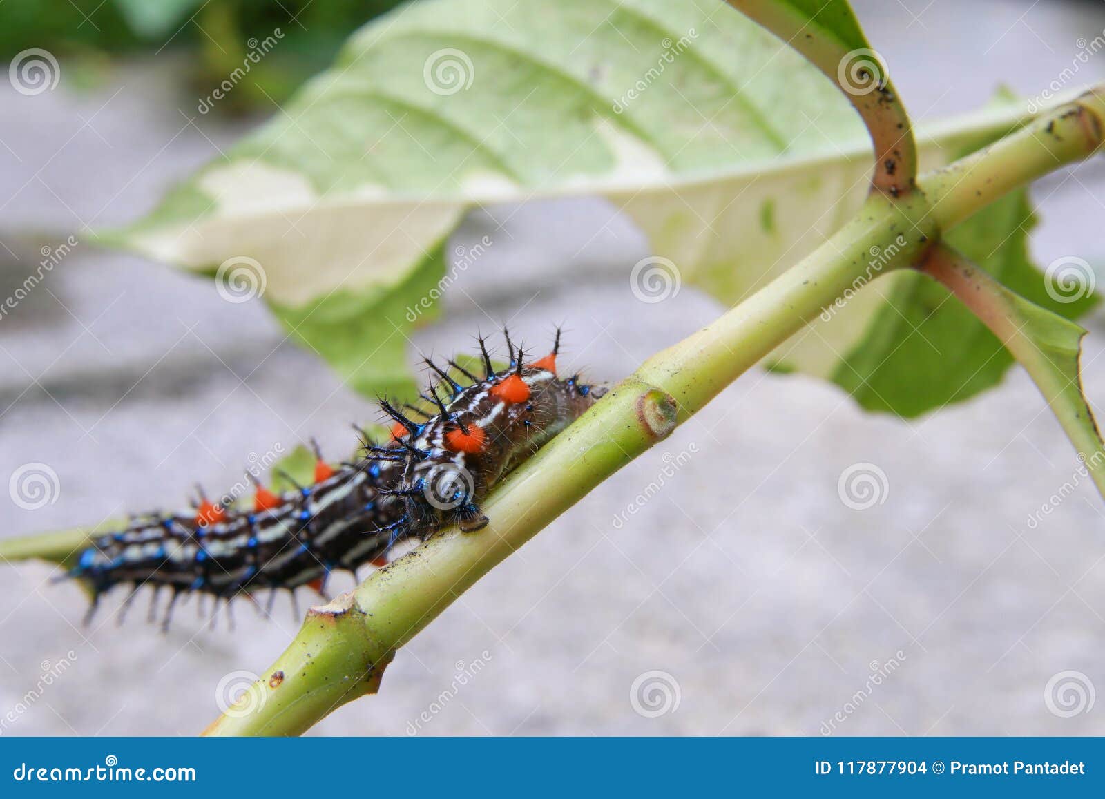 Caterpillar Worm Black And White Striped Walking On Leaf Eupterote ...