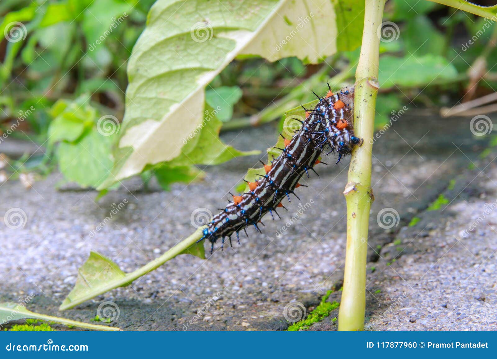 Caterpillar Worm Black and White Striped Walking on Leaf Eupterote ...