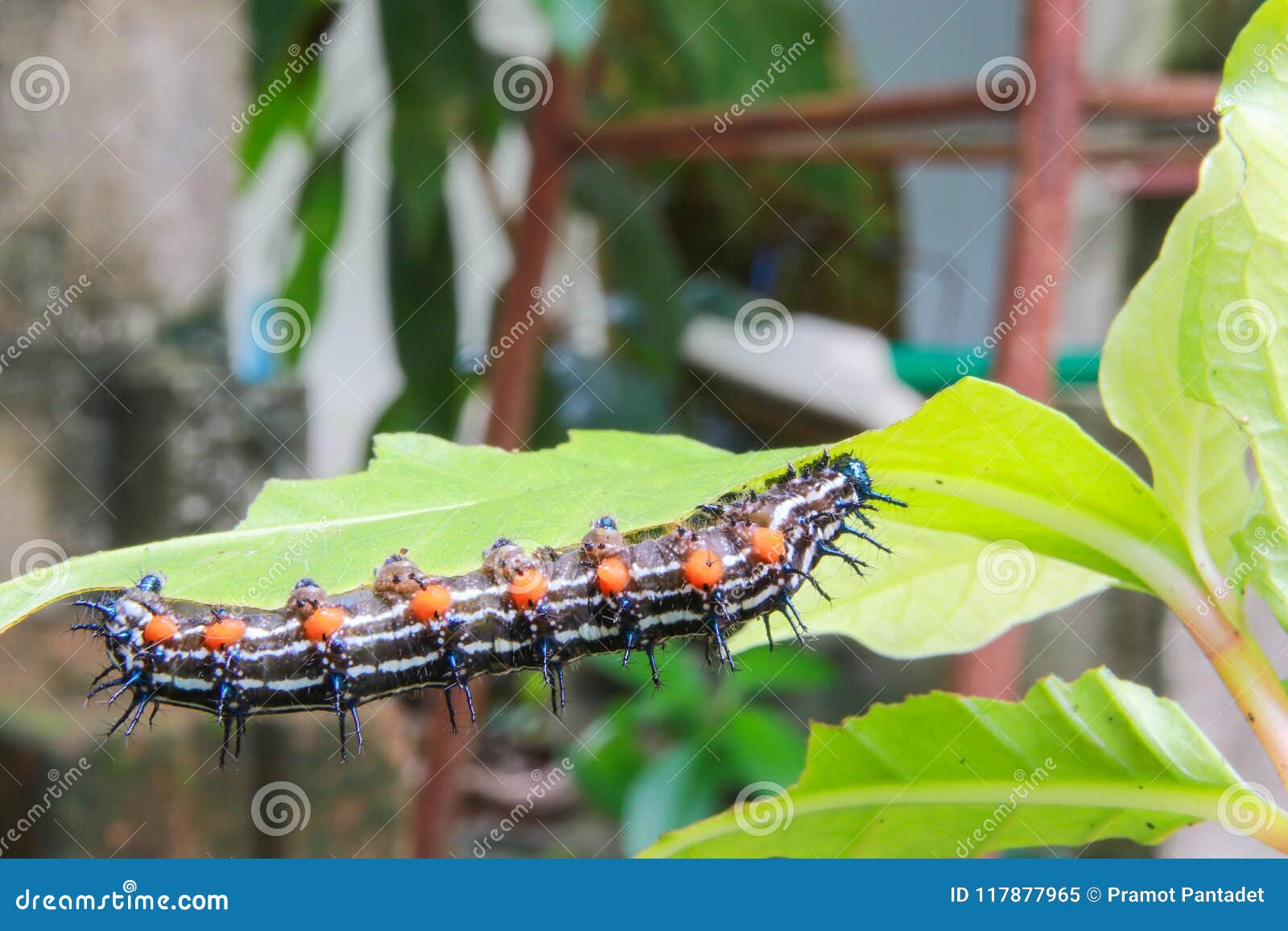 Caterpillar Worm Black and White Striped Walking on Leaf Eupterote ...