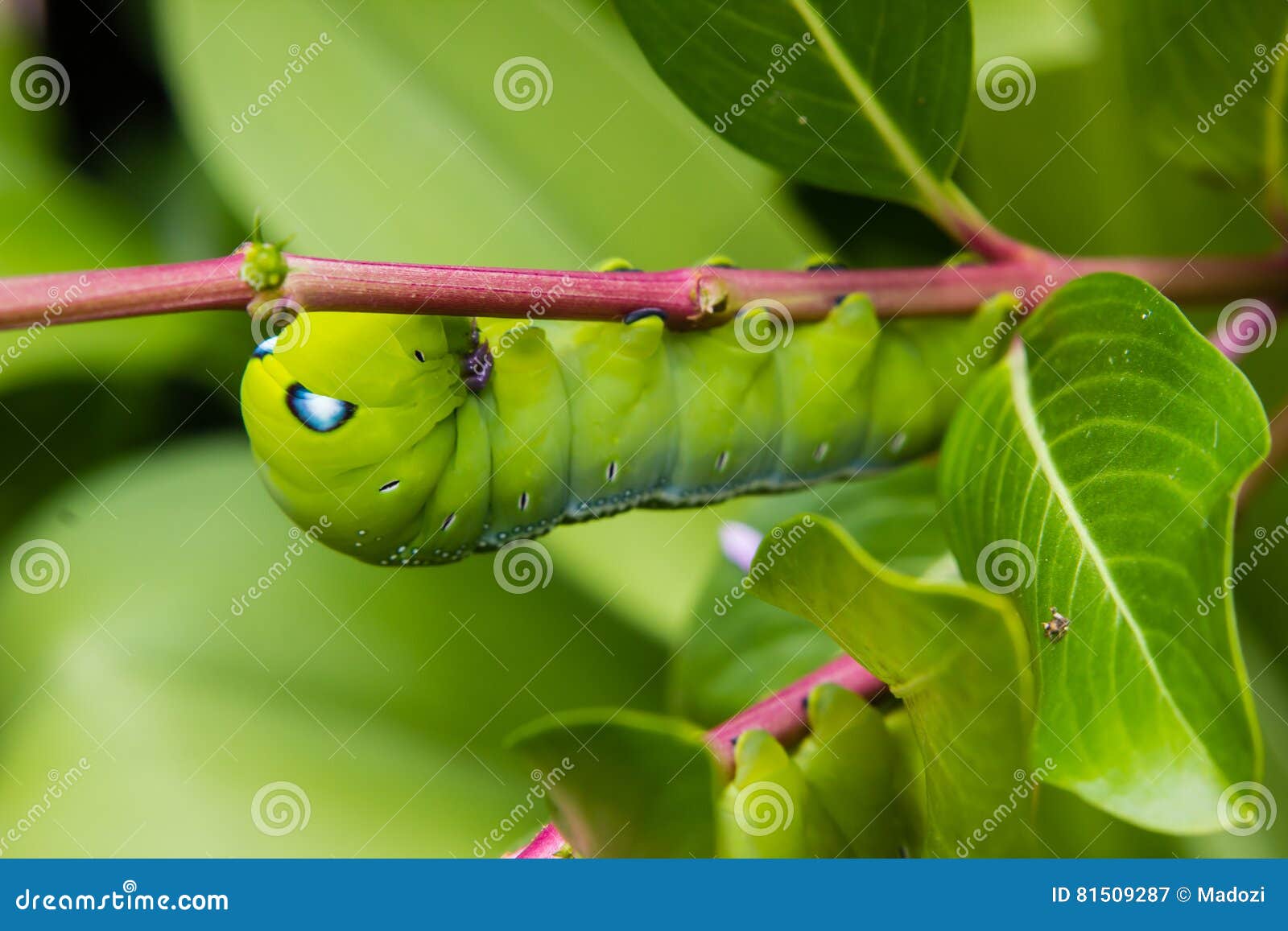 Caterpillar Worm on Branch in the Garden Stock Image - Image of green ...