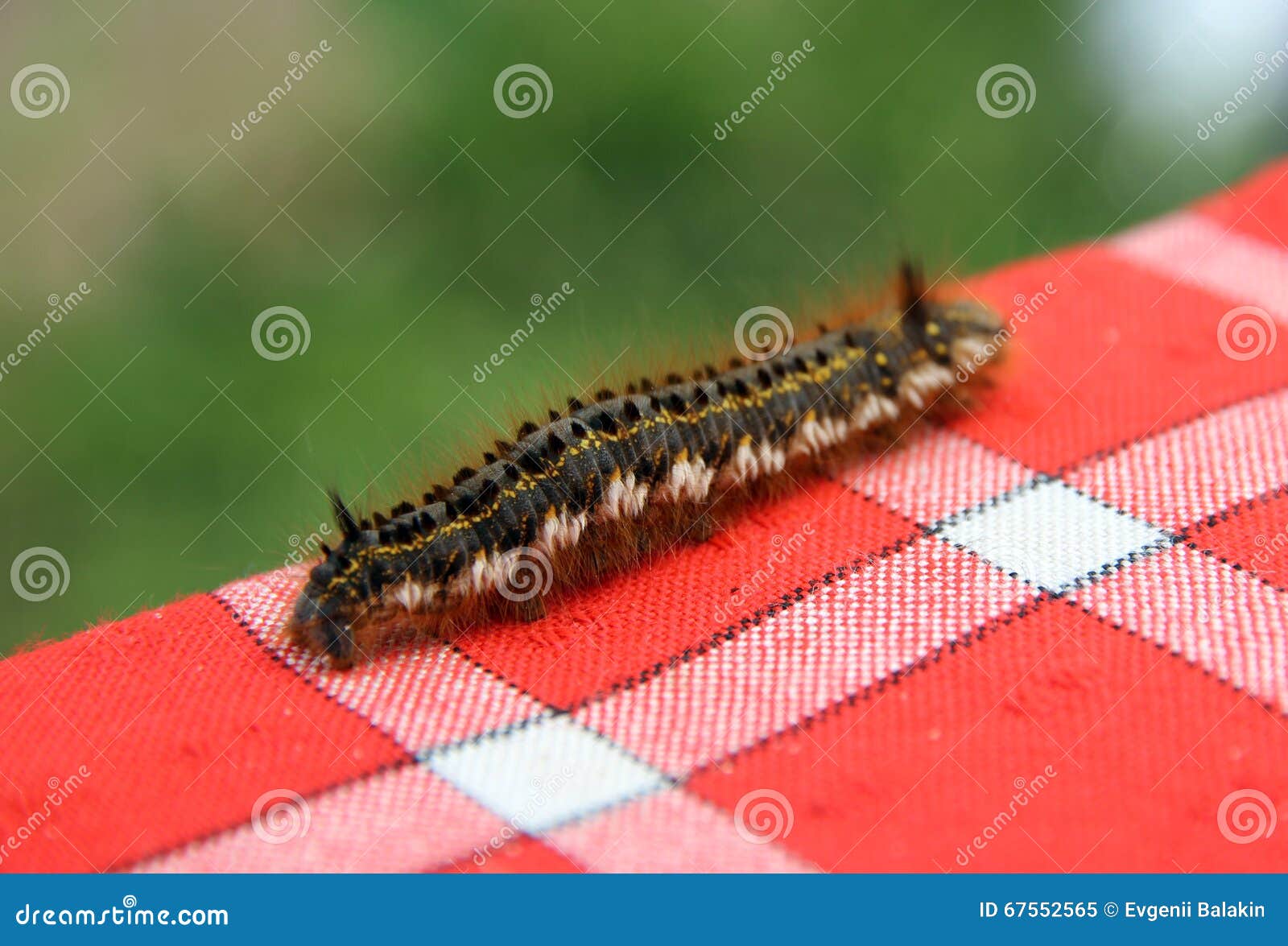 Caterpillar worm stock image. Image of worm, little, nymph - 67552565
